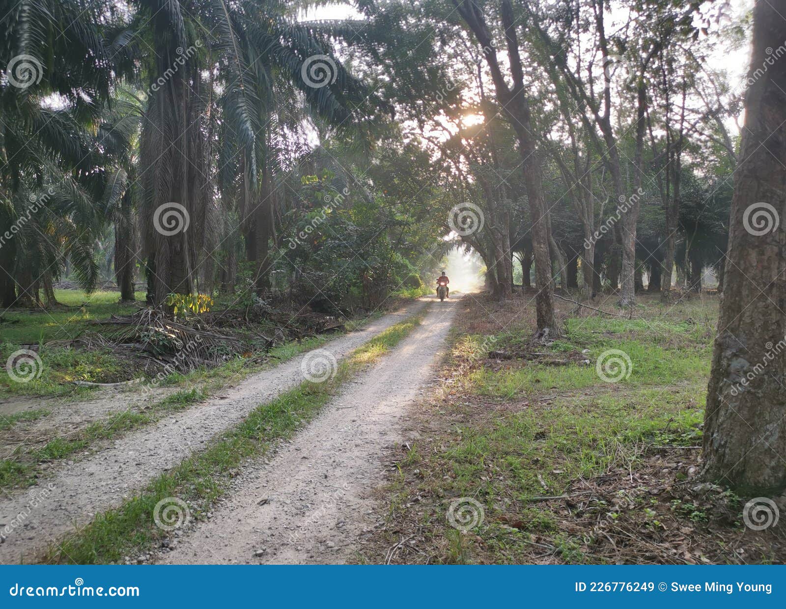 Early Morning Scenery Around the Rural Pathway. Stock Image - Image of ...