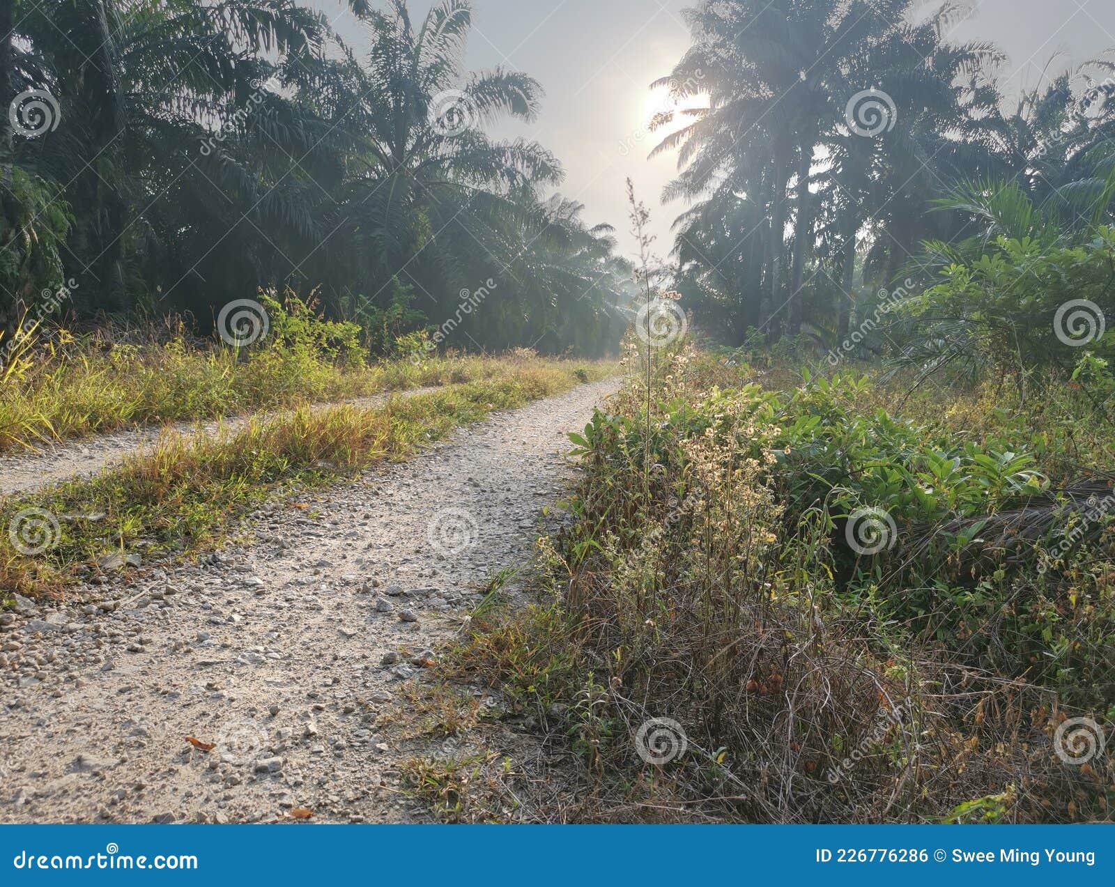 Early Morning Scenery Around the Rural Pathway. Stock Photo - Image of ...
