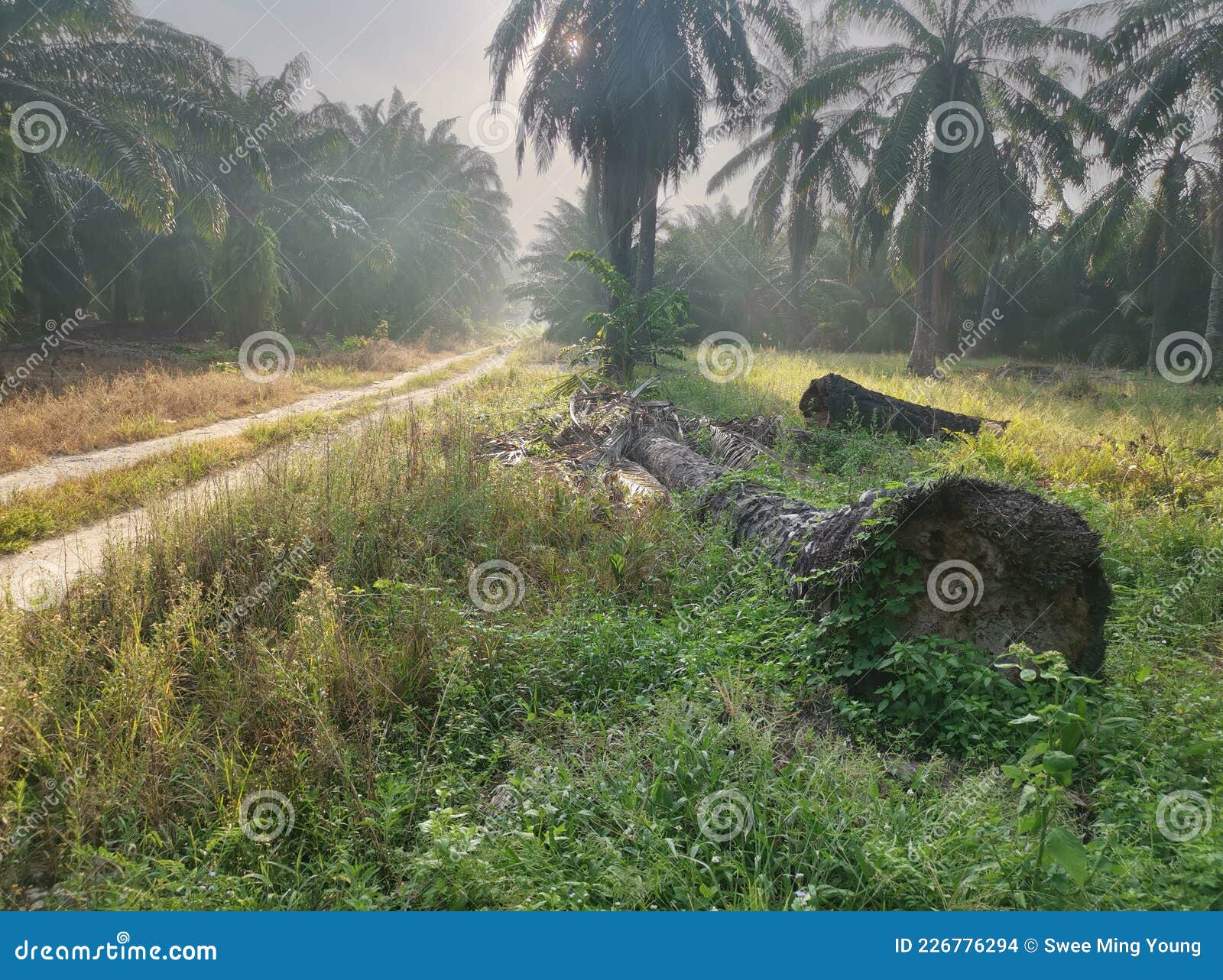 Early Morning Scenery Around the Rural Pathway. Stock Photo - Image of ...