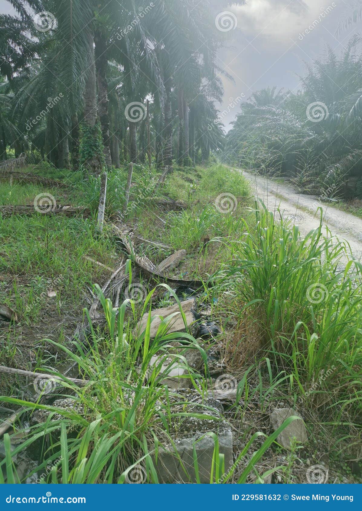 Early Morning Scenery Around the Rural Pathway. Stock Photo - Image of ...