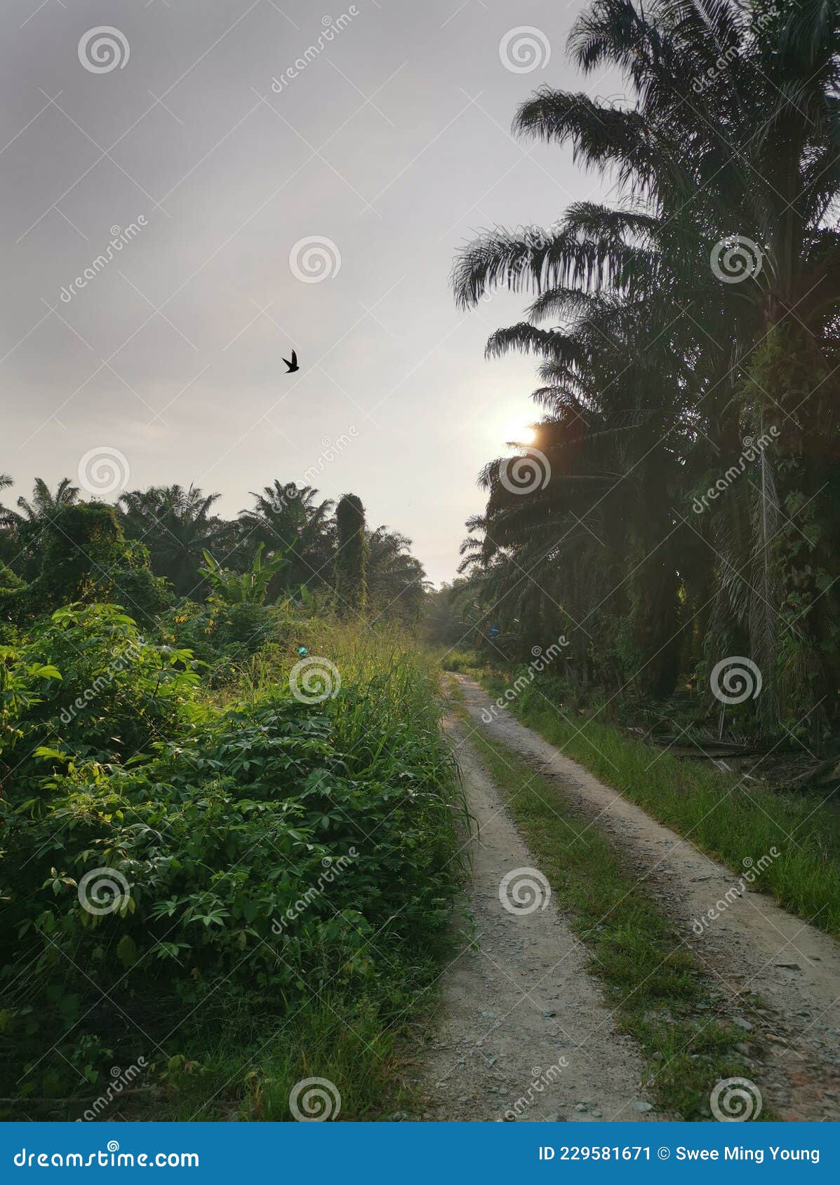 Early Morning Scenery Around the Rural Pathway. Stock Image - Image of ...