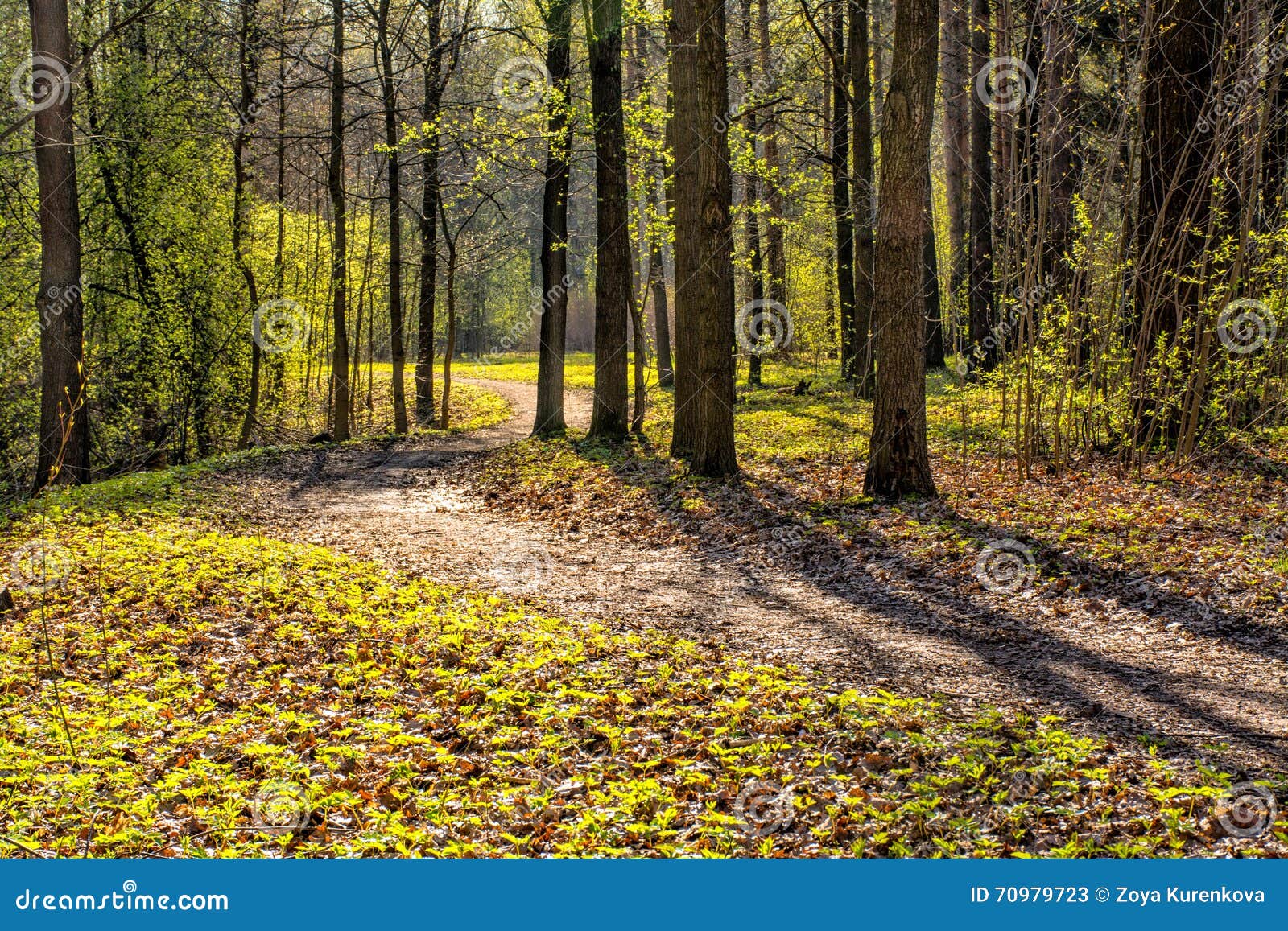 Early morning stock image. Image of leaves, spring, light - 70979723