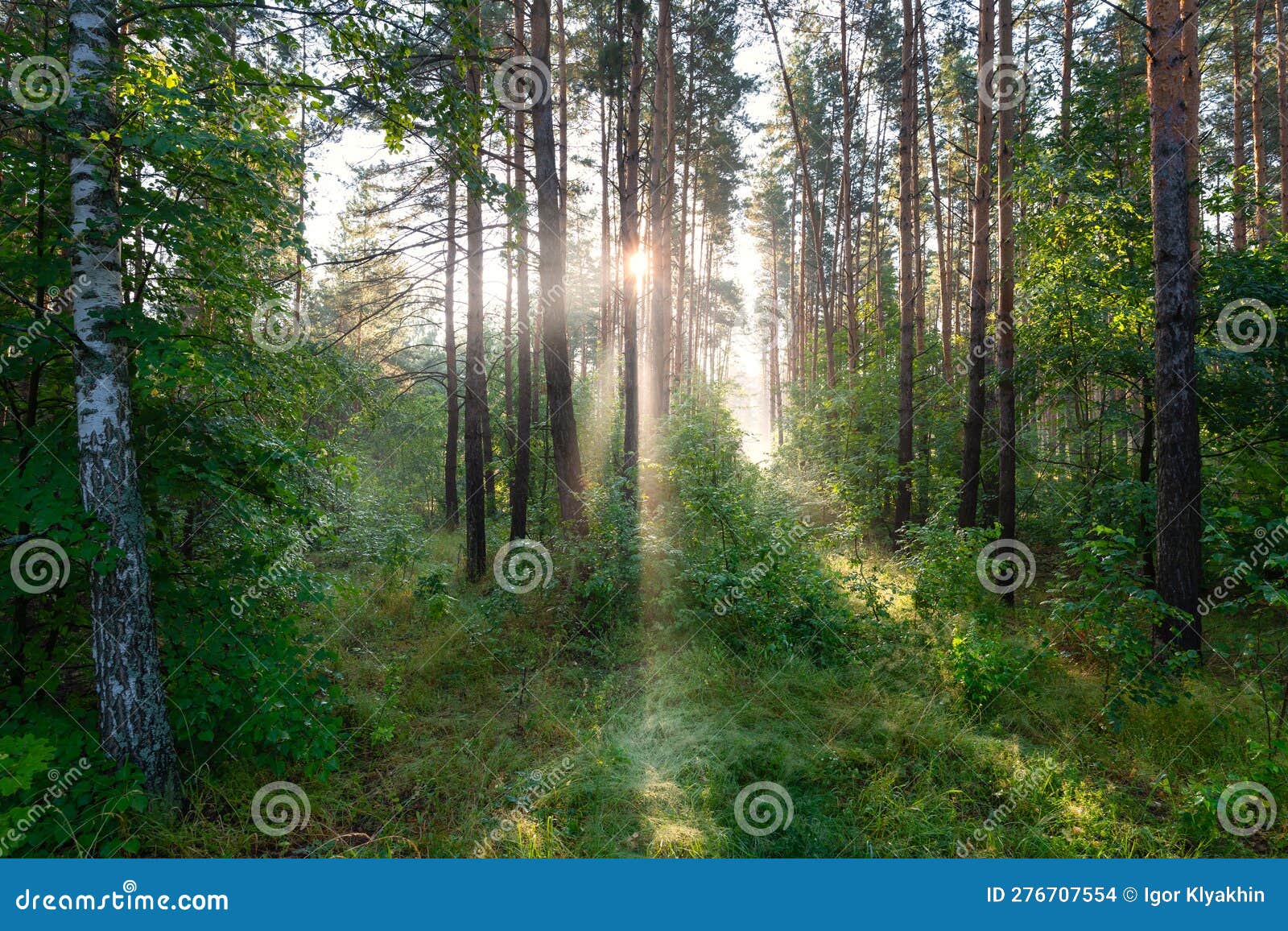 Early Morning in the Spring Forest, the Morning Sun Breaks through the ...