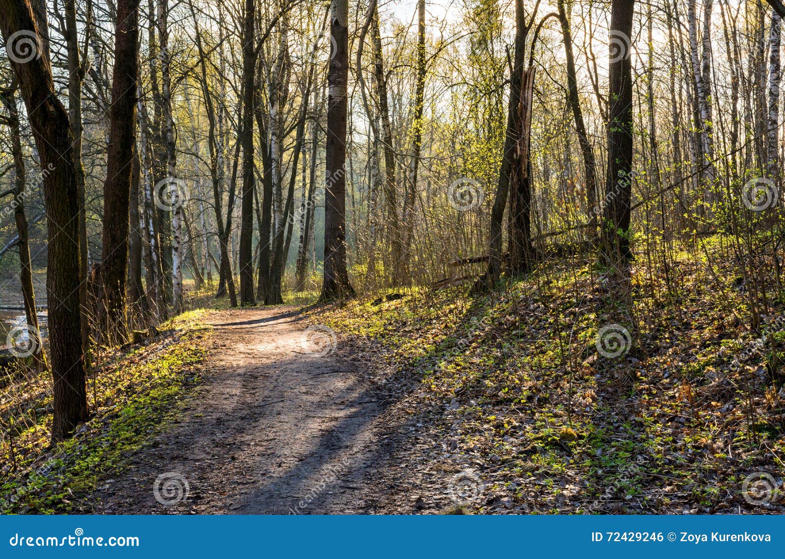 Early morning stock photo. Image of shadow, nature, branches - 72429246