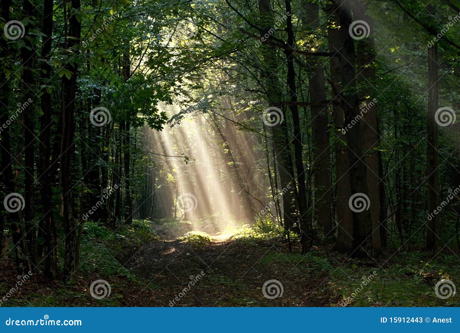 Early Morning Sun Beams in Woods Stock Image - Image of sunshine, mist ...