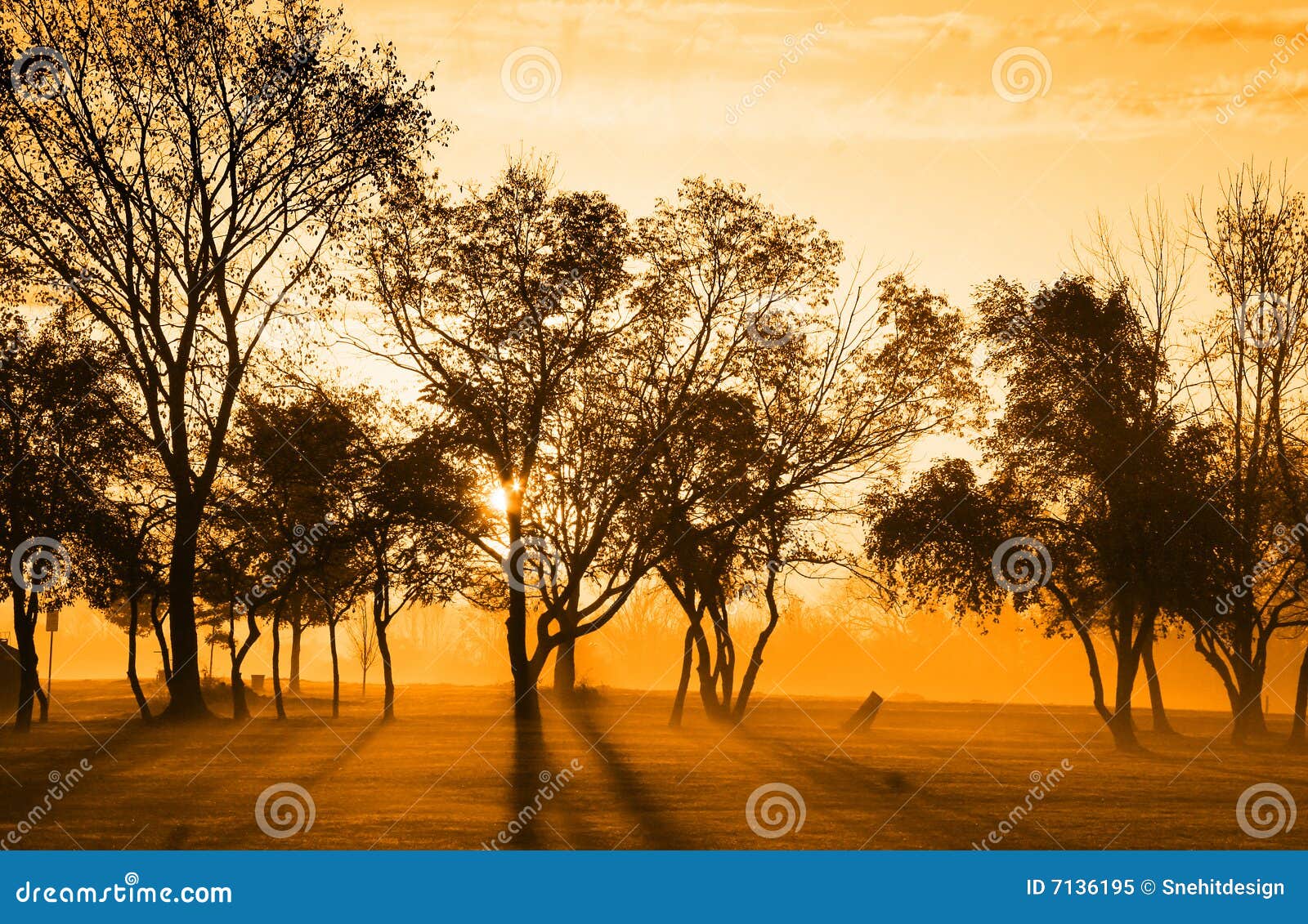 Early Morning Sun Light stock image. Image of branches - 7136195