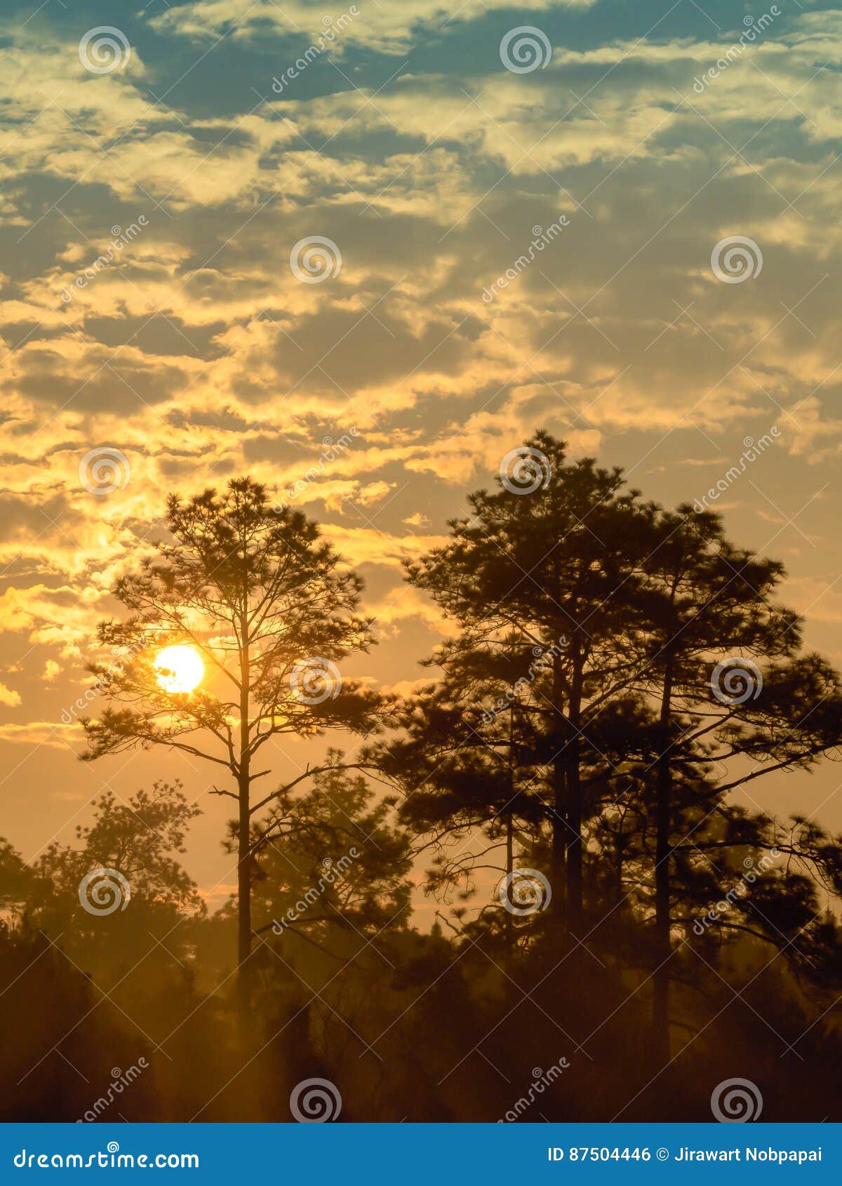 Early Morning Sun Shining among the Trees Stock Photo - Image of ...