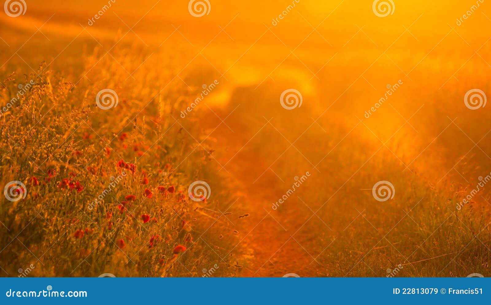Early morning sunlight stock image. Image of golden, countryside - 22813079