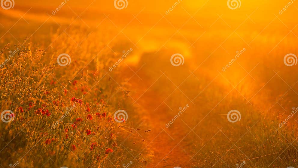 Early morning sunlight stock image. Image of golden, countryside - 22813079