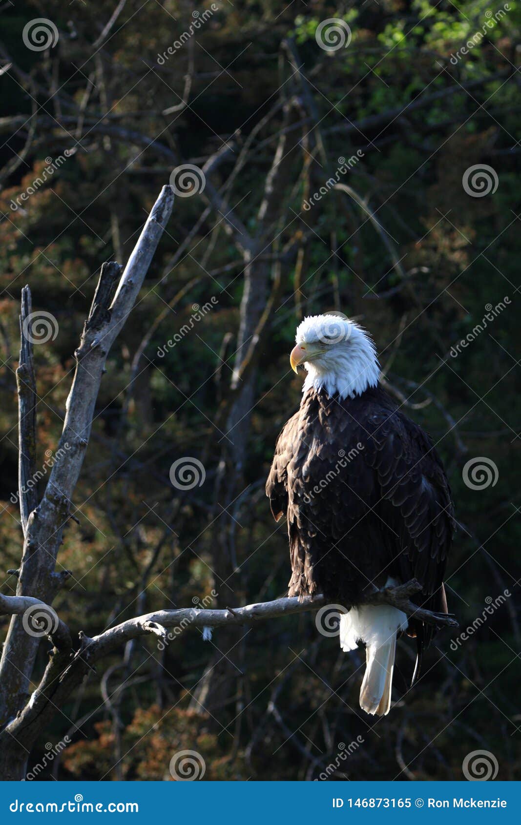 Early Morning Sunlight on a Bald Eagle Stock Image - Image of majestic ...