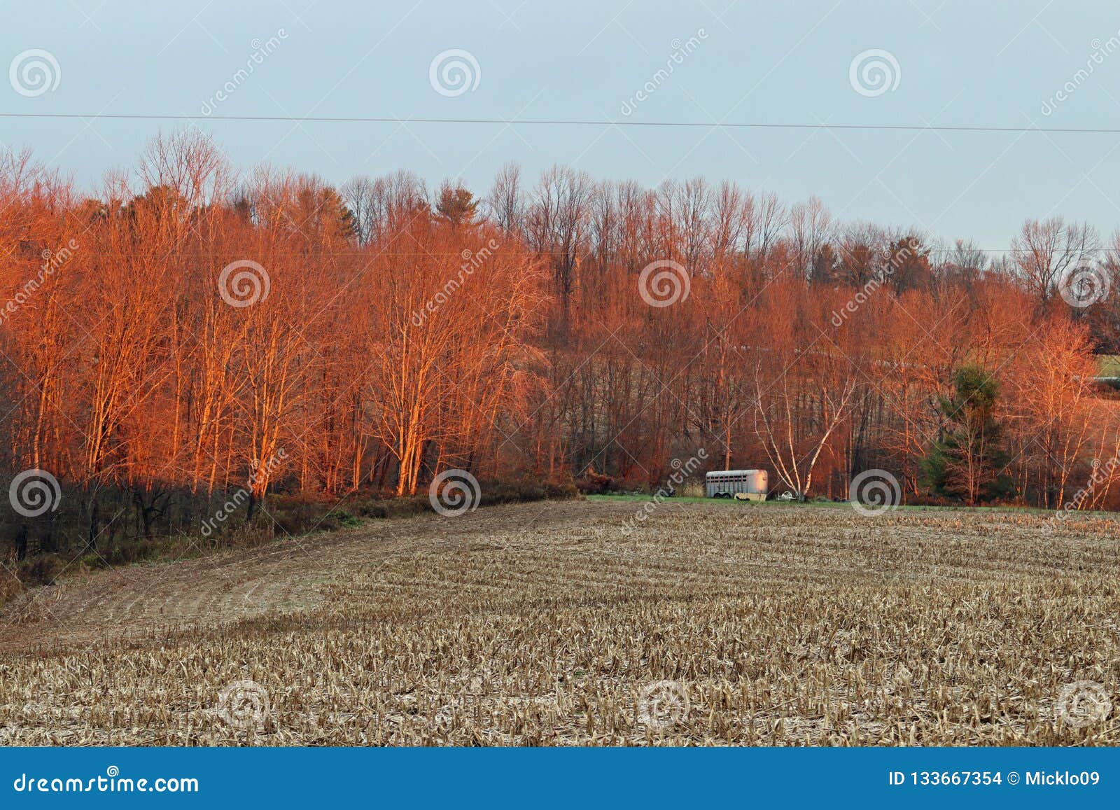 Early Morning Sunlight on Trees Stock Photo - Image of sunrise ...