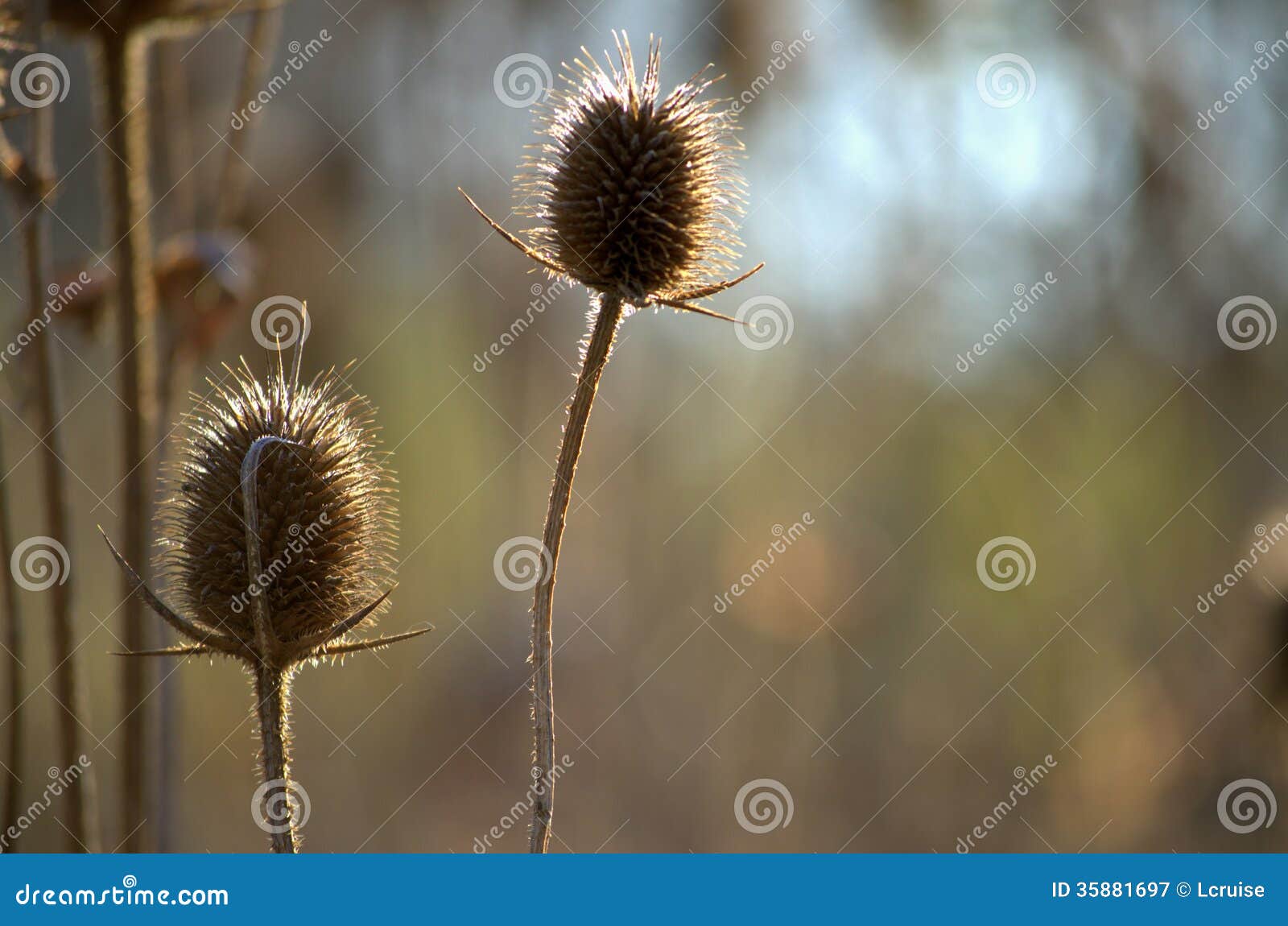 Early morning teasel stock image. Image of teasel, fine - 35881697