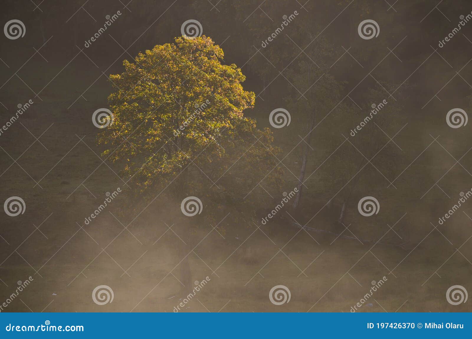 Early Morning Tree in the Light Stock Photo - Image of clouds ...