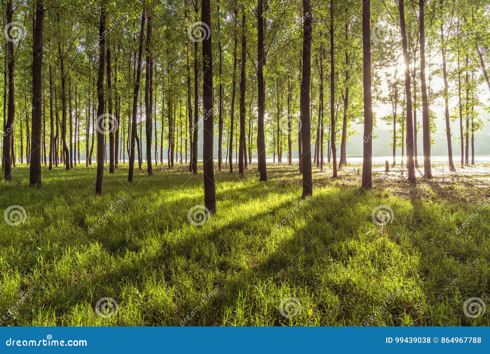 In the Early Morning the Trees Stock Photo - Image of environmental ...