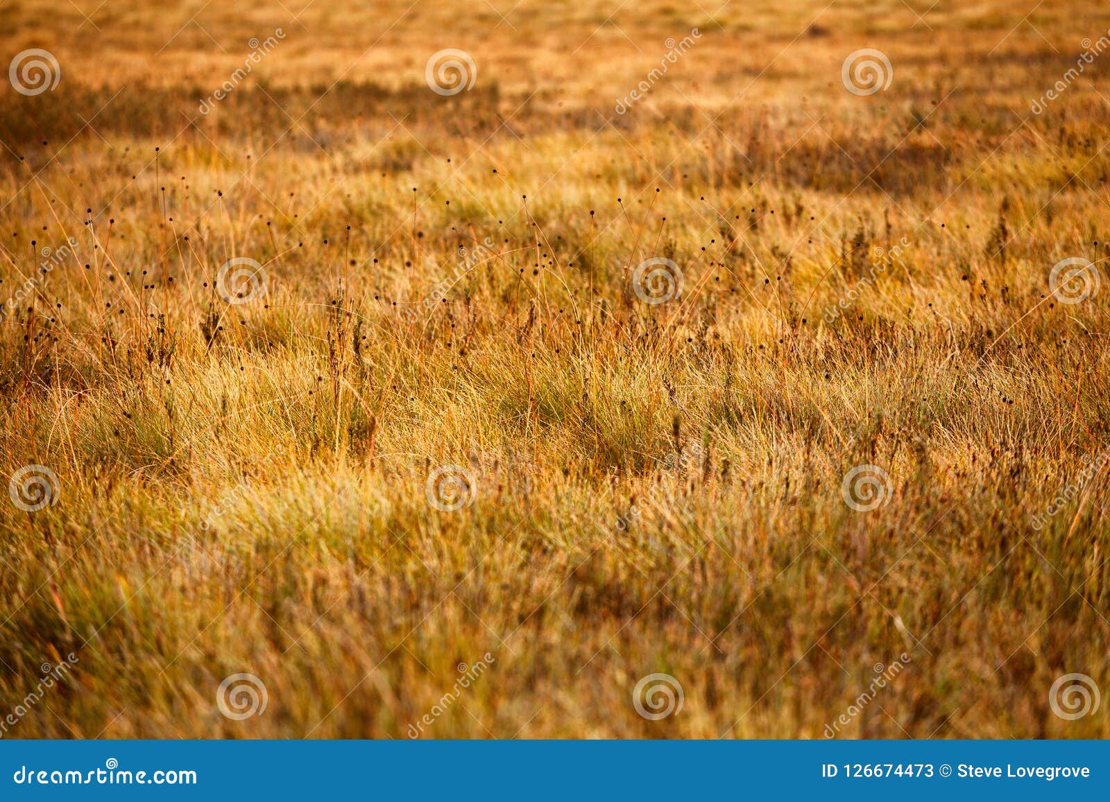 Early Morning View of Native Grass Stock Image - Image of nature ...