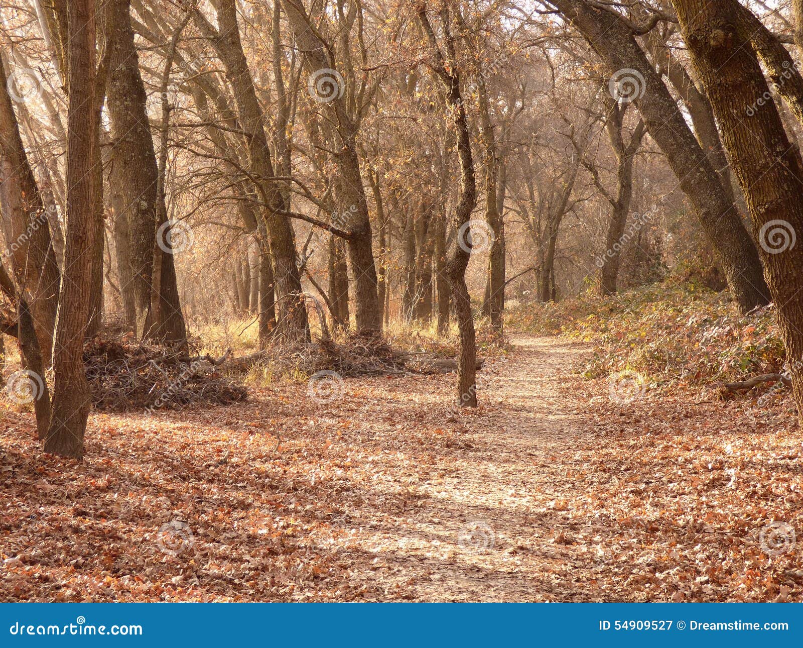 An early Morning Walk stock image. Image of field, setting - 54909527