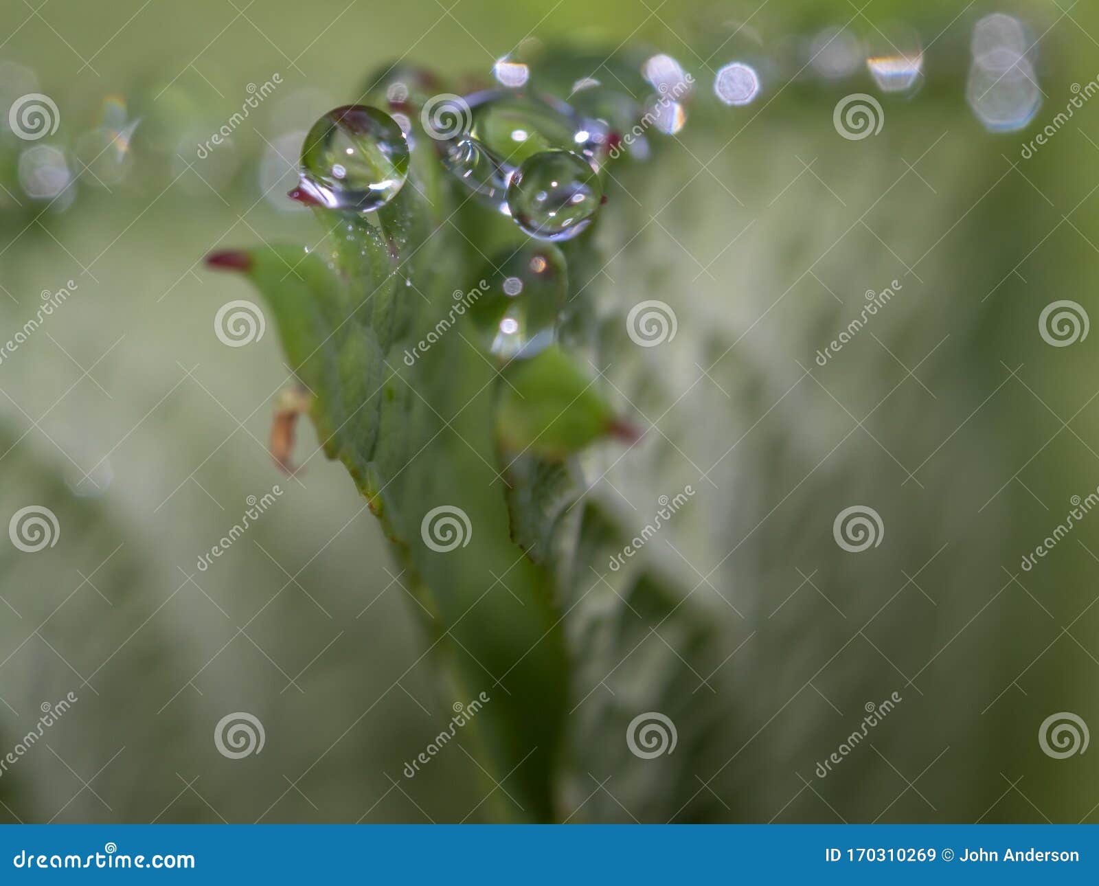 Early morning water drops stock image. Image of early - 170310269