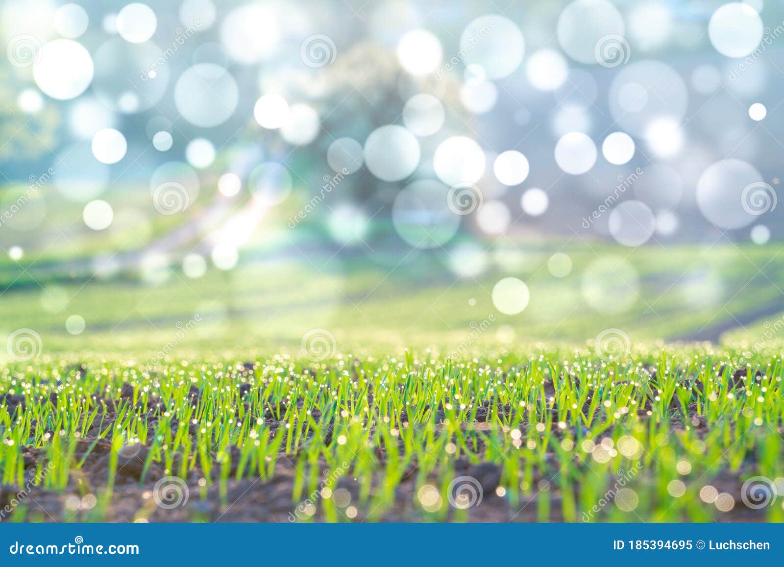 Early Morning Wheat Field with Bokeh Effect Stock Image - Image of ...
