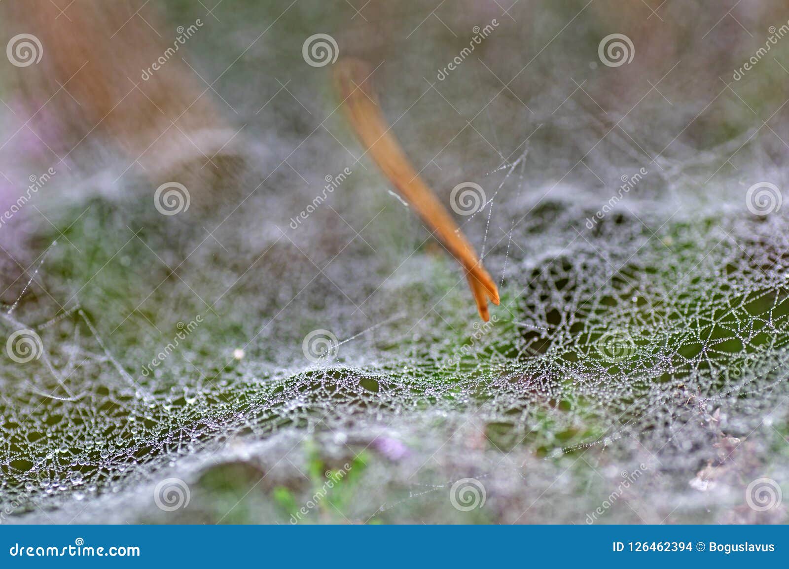 Spiderweb Covered with Drops of Morning Dew. Stock Photo - Image of ...