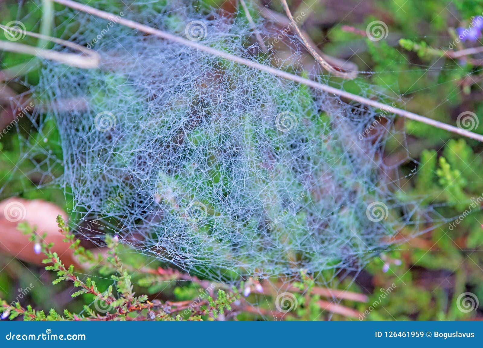 Spiderweb Covered with Drops of Morning Dew. Stock Image - Image of ...