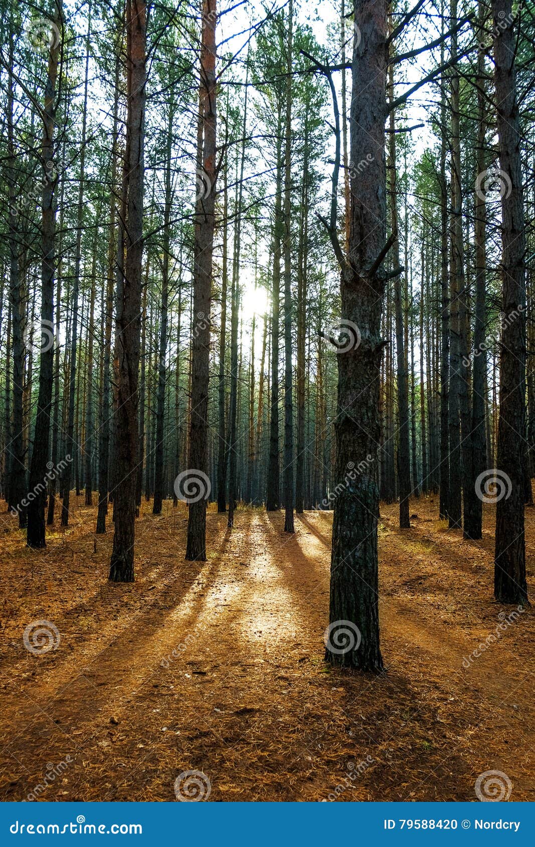 Early October Morning in Pine Forest Stock Photo - Image of needle ...