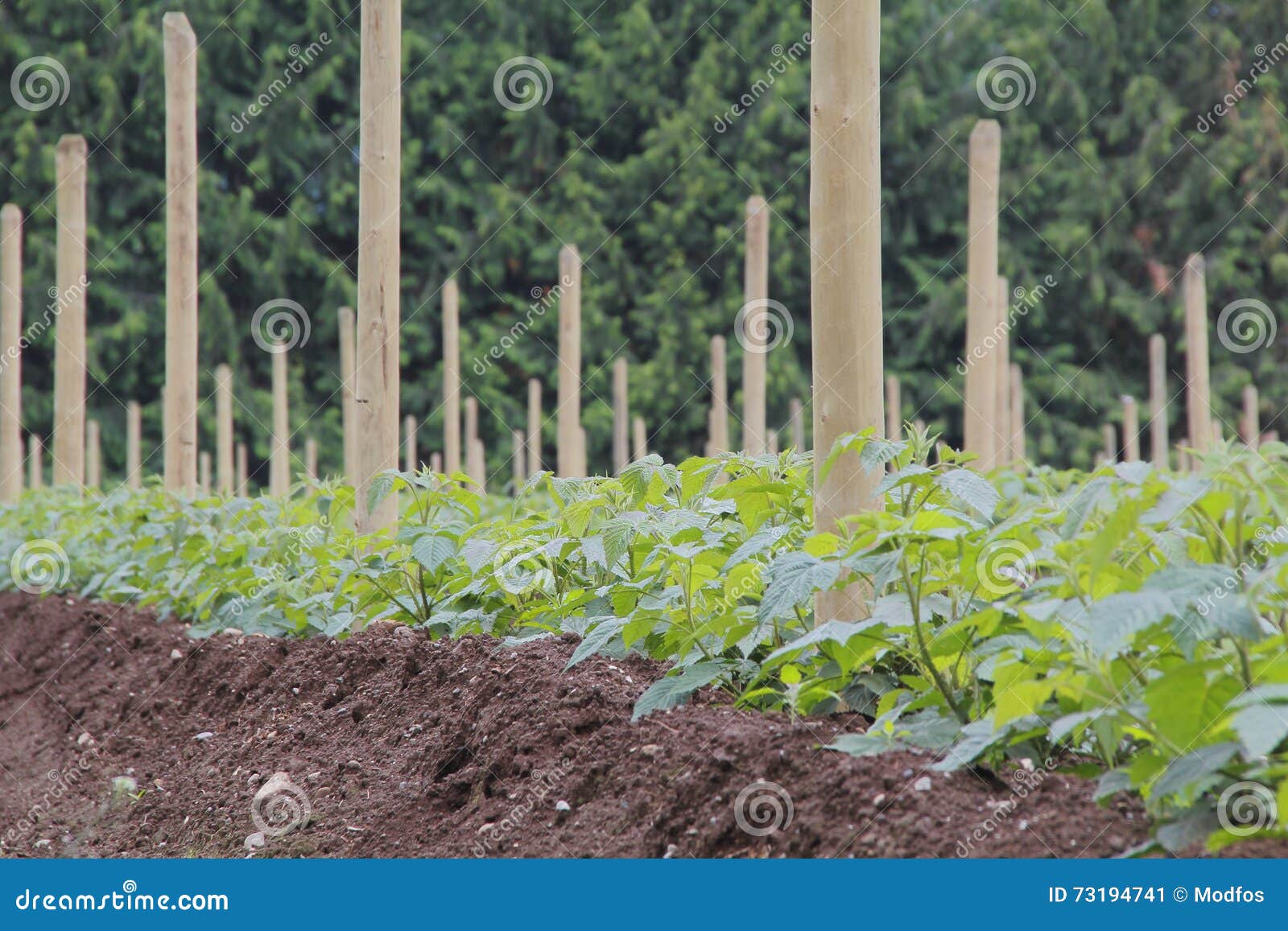 Early Pumpkin Crop stock image. Image of pumpkin, soil - 73194741