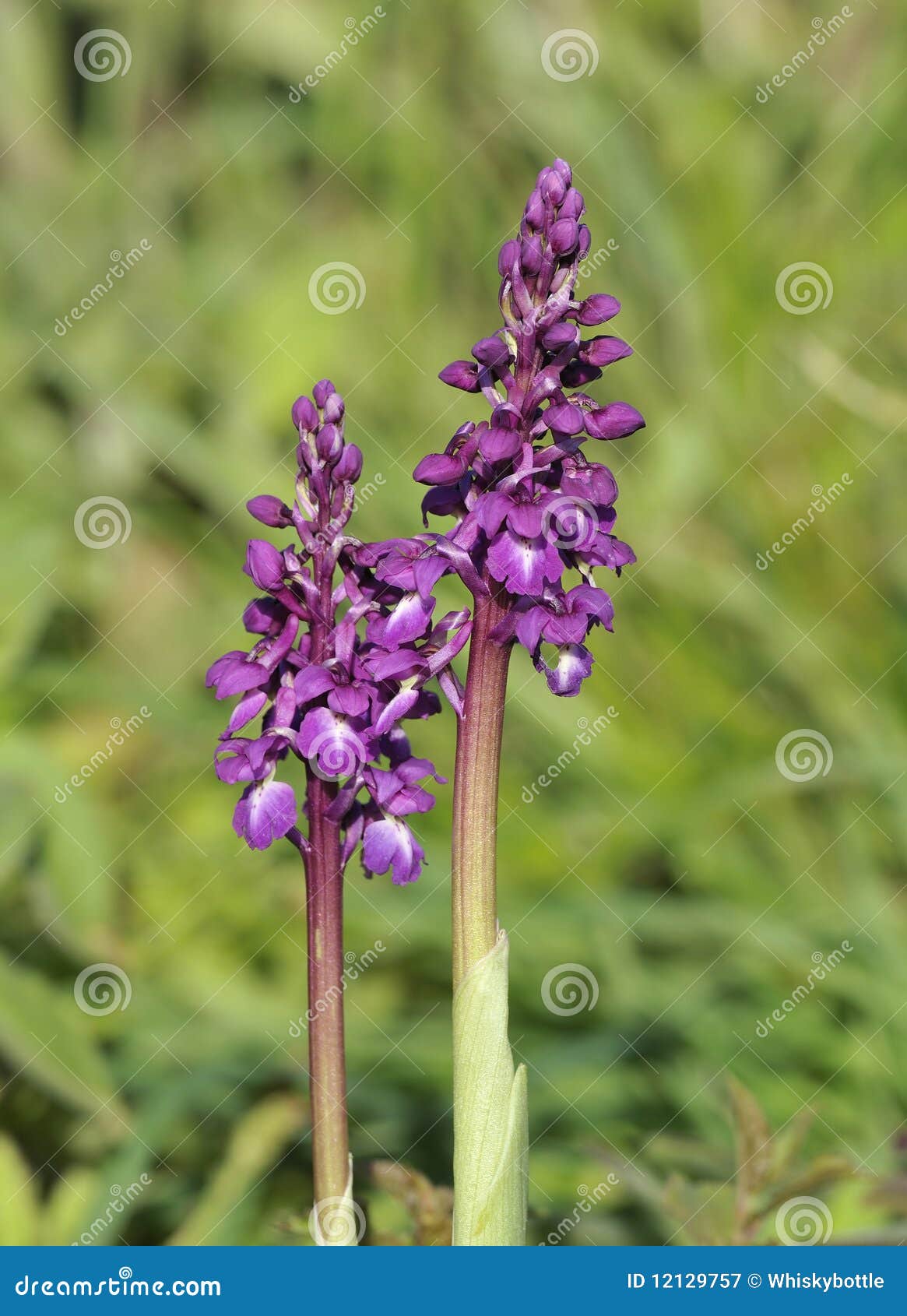 Early Purple Orchid - Orchis Mascula Stock Image - Image of coastal ...