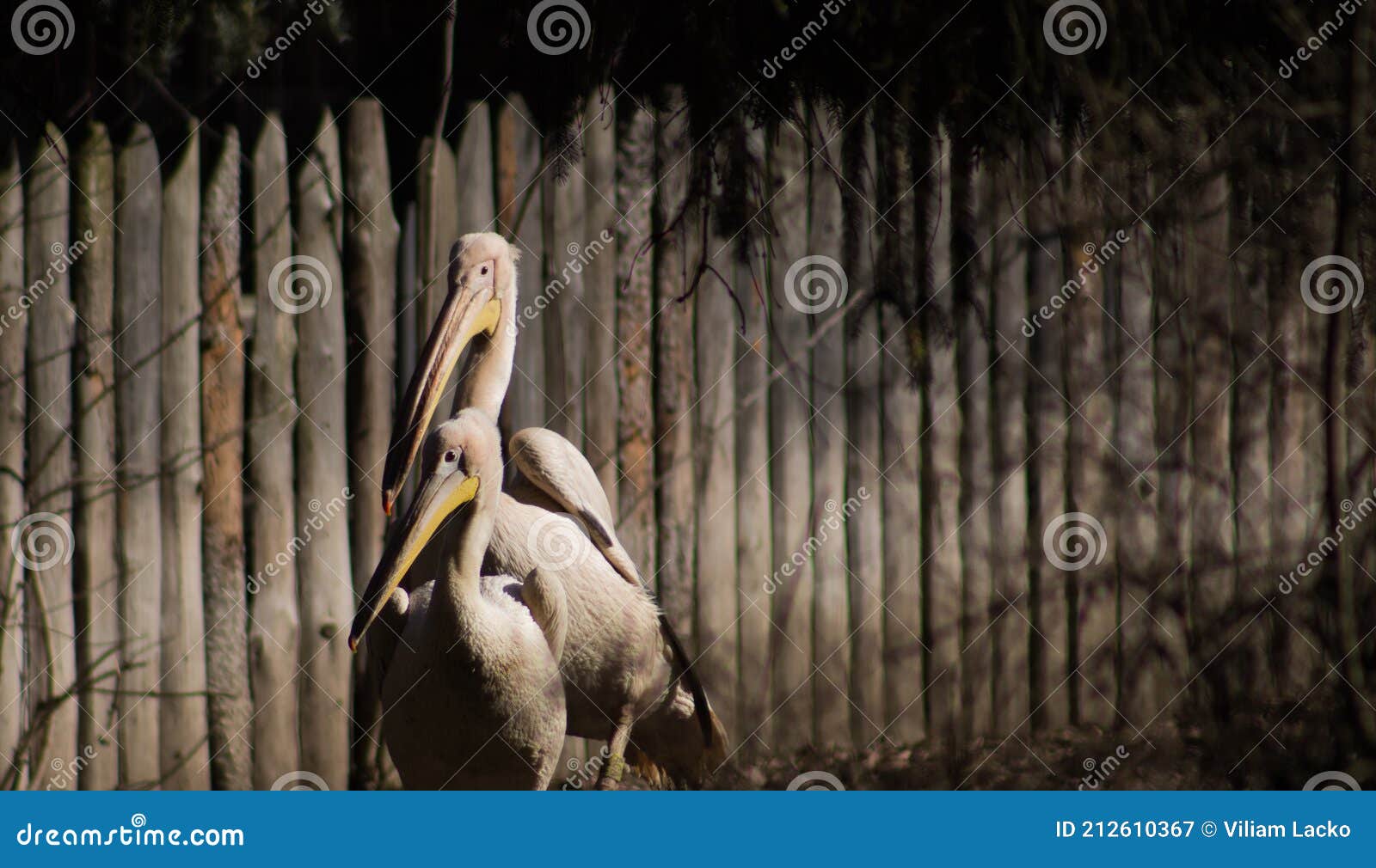 Early Sun Rays Shine Through Bare Tree Branches On Forest Path ...