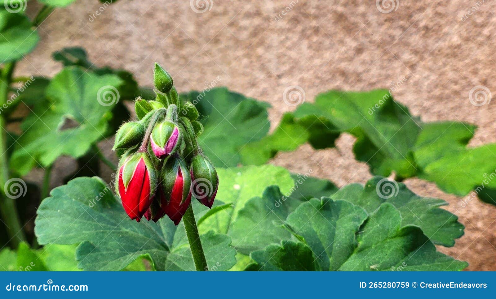 Early Red Geranium Buds with Green Geranium Leaves Stock Image - Image ...