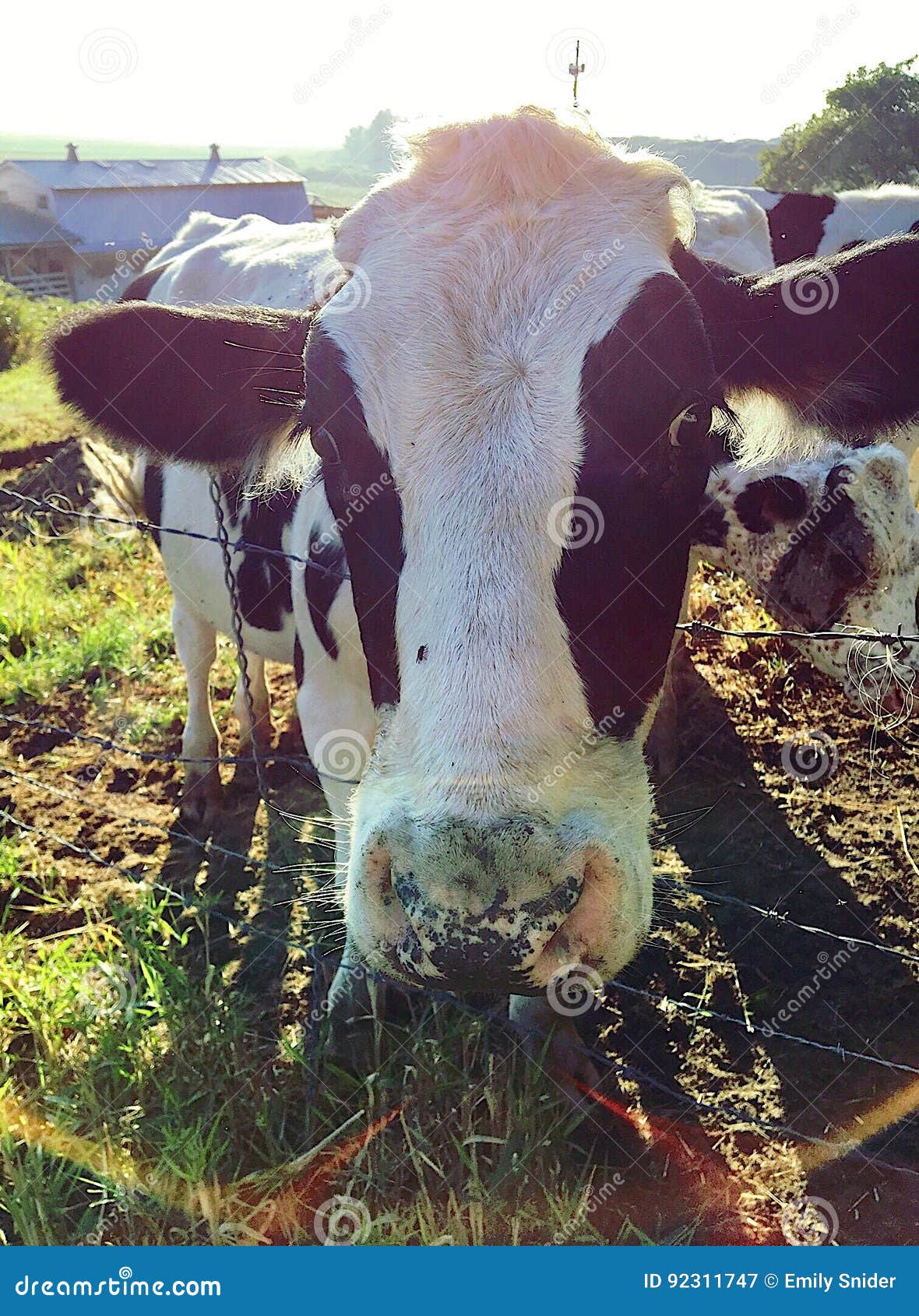 Early Riser stock image. Image of dairy, early, farm - 92311747