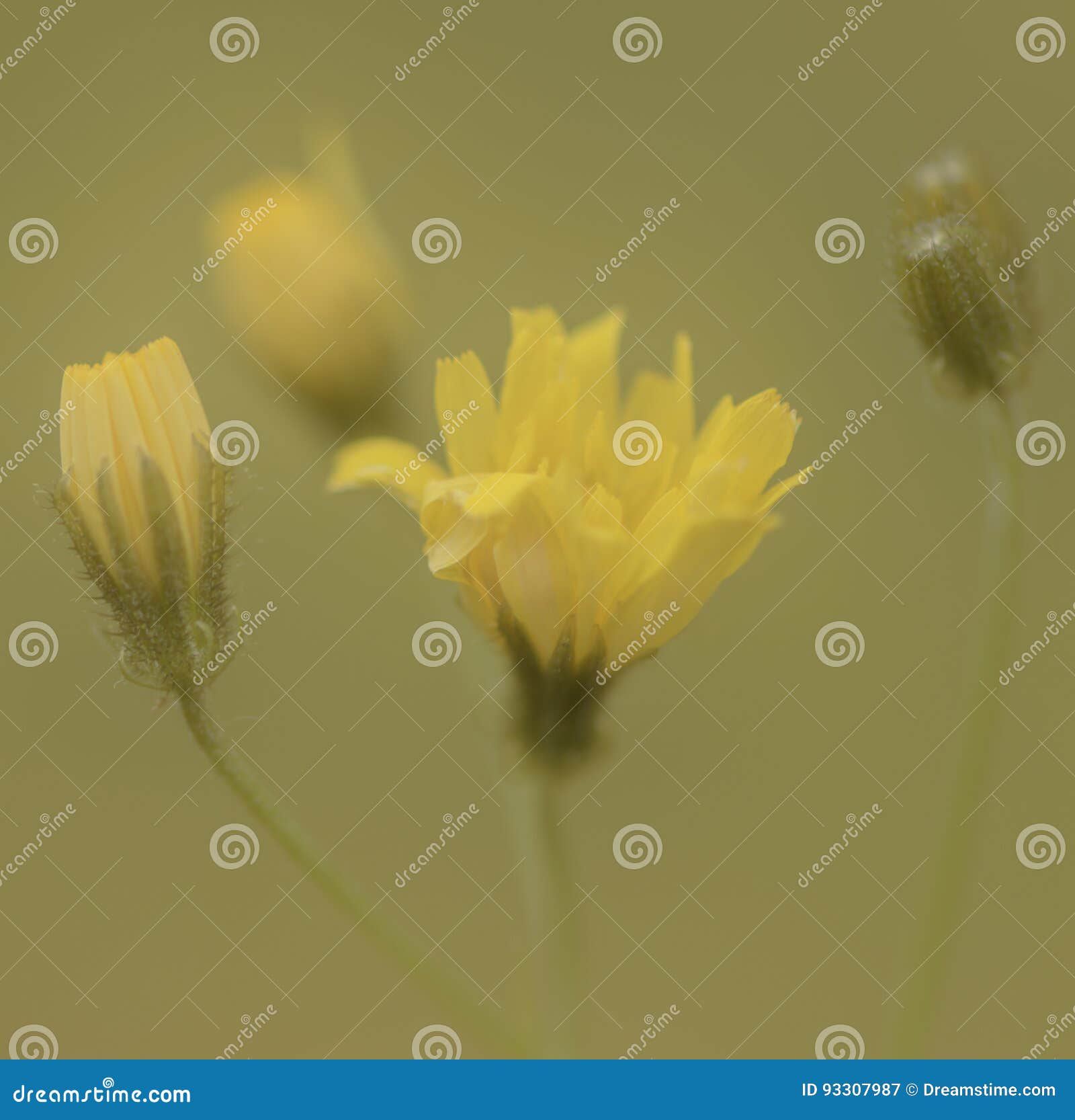 Early riser stock image. Image of color, flowers, beauty - 93307987