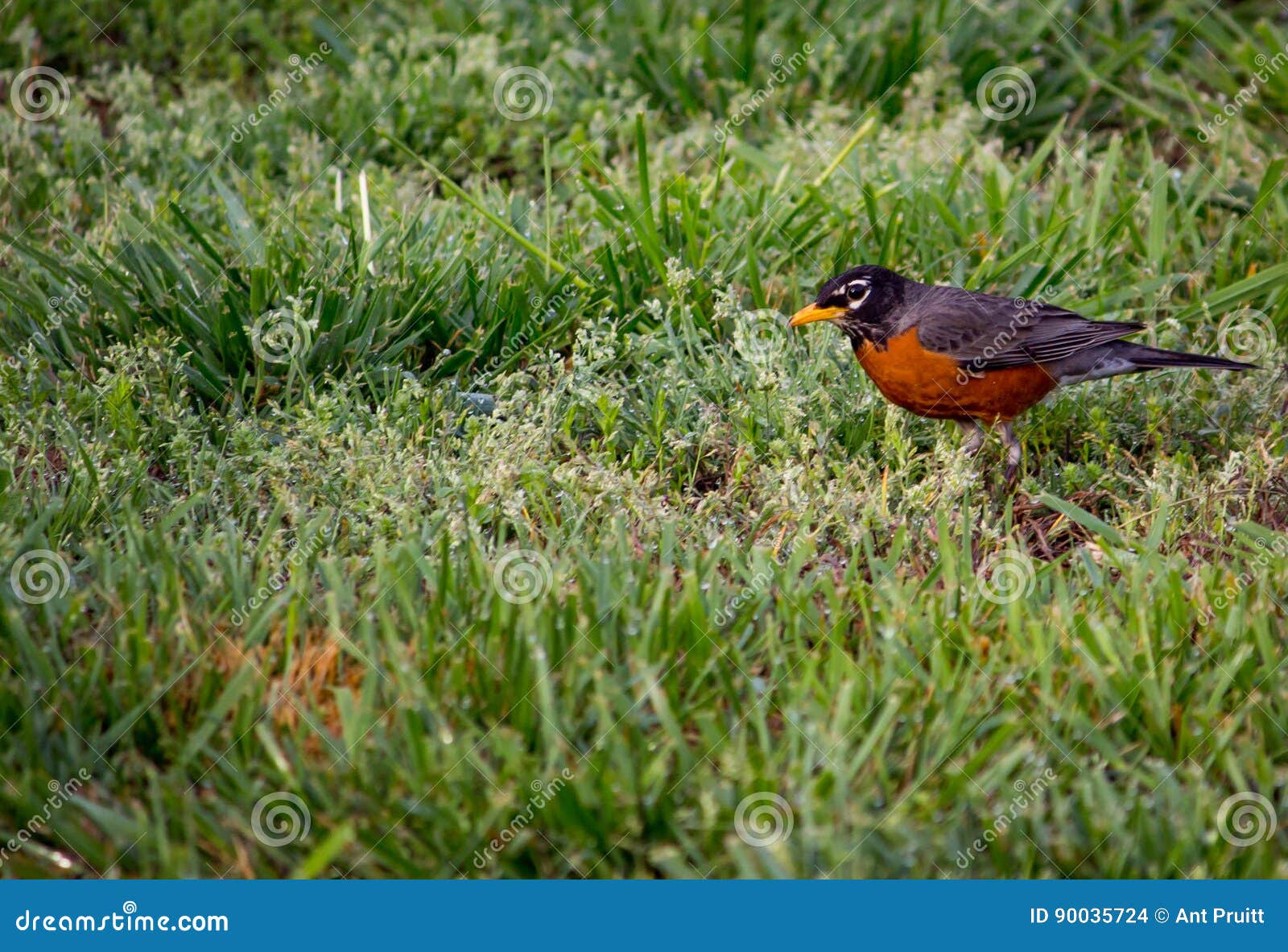 Early Robin Bird stock photo. Image of morning, food - 90035724