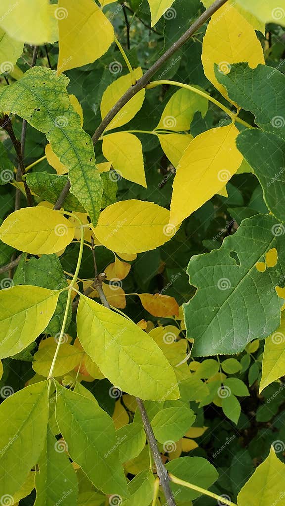 Early signs of fall coming stock photo. Image of nature - 289502748