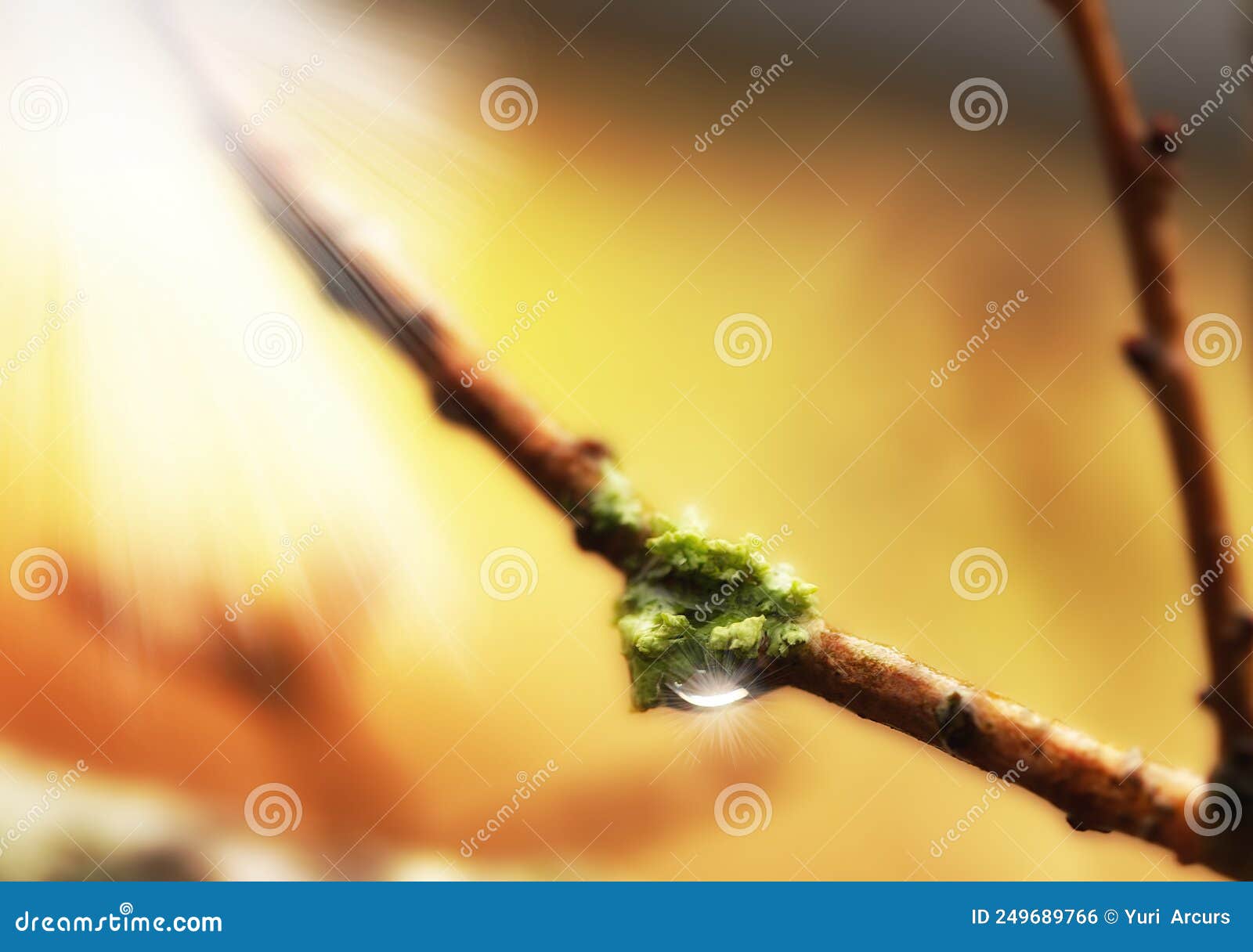 The Early Signs of Spring. a Photo of a Spring Bud. Stock Photo - Image ...