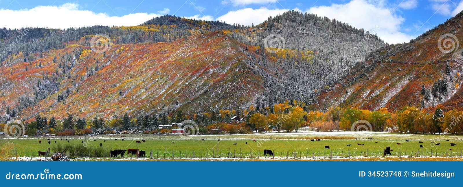 Early snow stock photo. Image of yellow, colorful, pine - 34523748