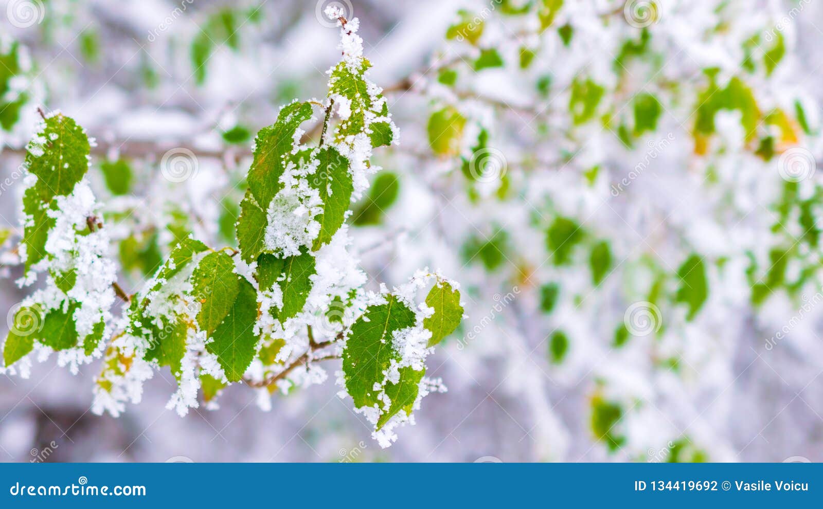 Early Snow Green Trees in the Snow Macro Shot of Green Leaf Covered by ...