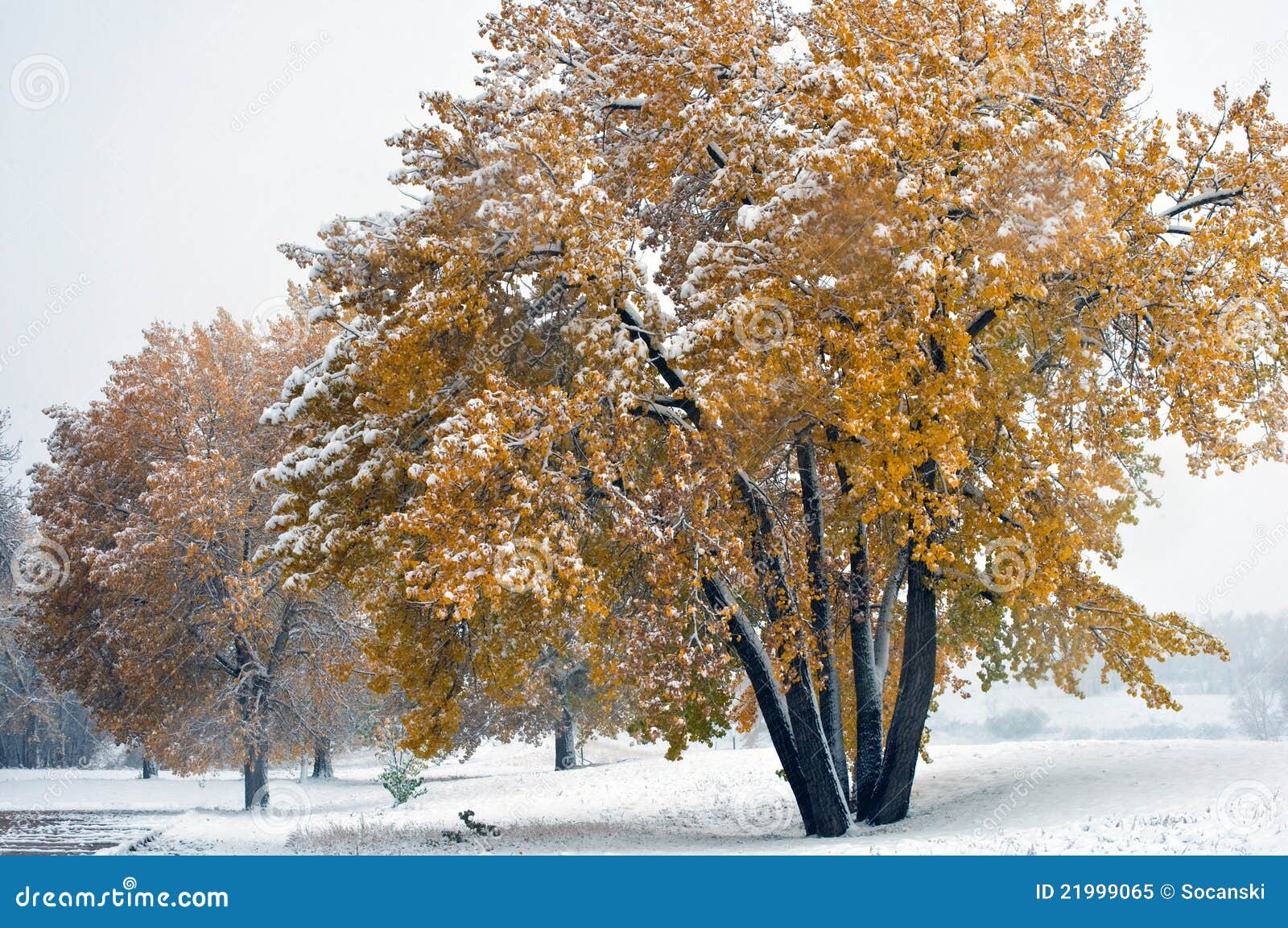Early Snow on Yellow Leaves Stock Image - Image of autumn, cottonwood ...