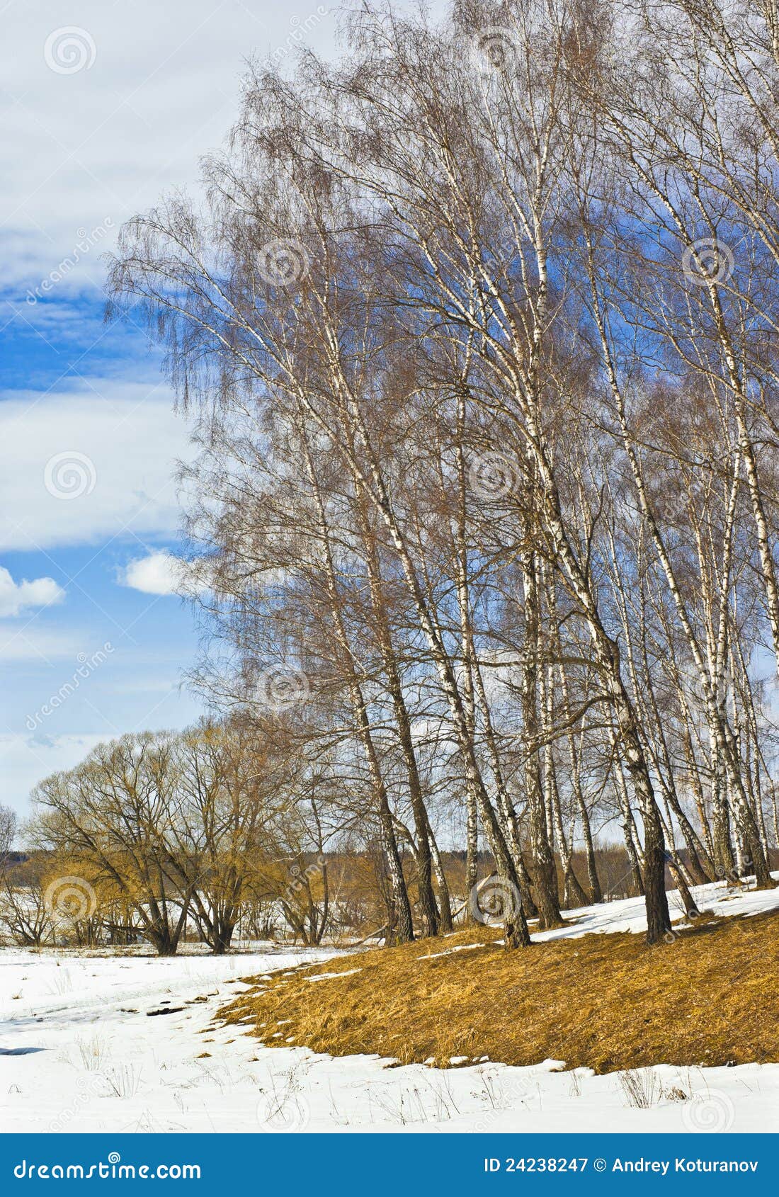 Early spring stock image. Image of blue, brown, lightly - 24238247