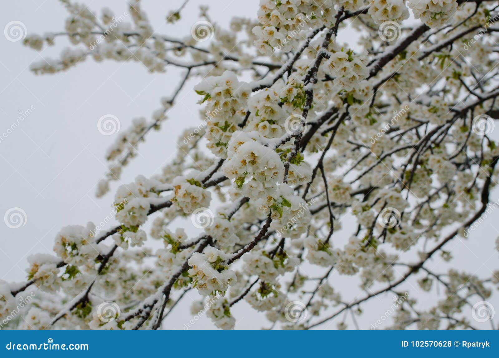 Flowering Apple Tree and Snow Stock Photo - Image of snow, apple: 102570628