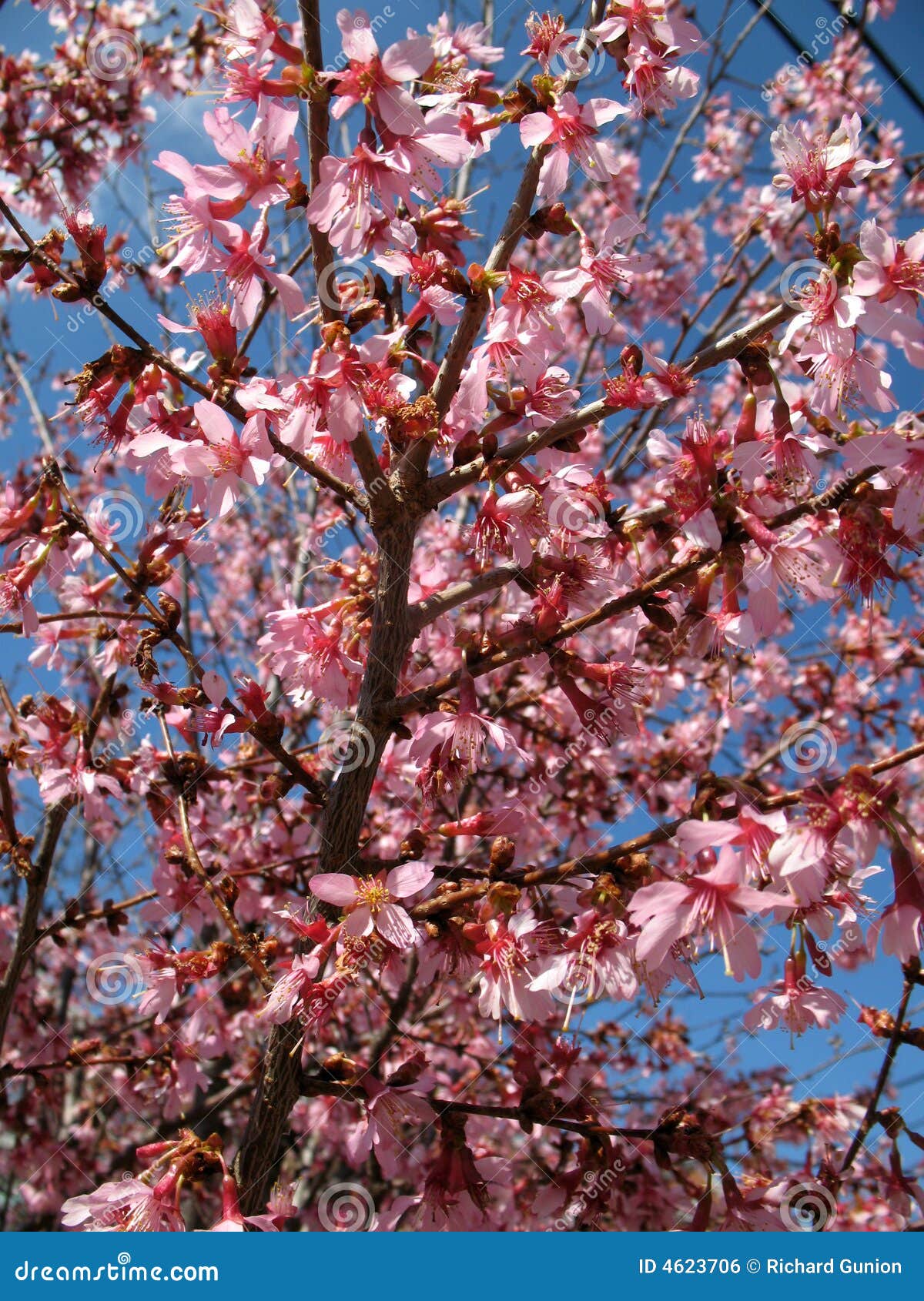 Early Spring Arrival stock photo. Image of branches, spring - 4623706