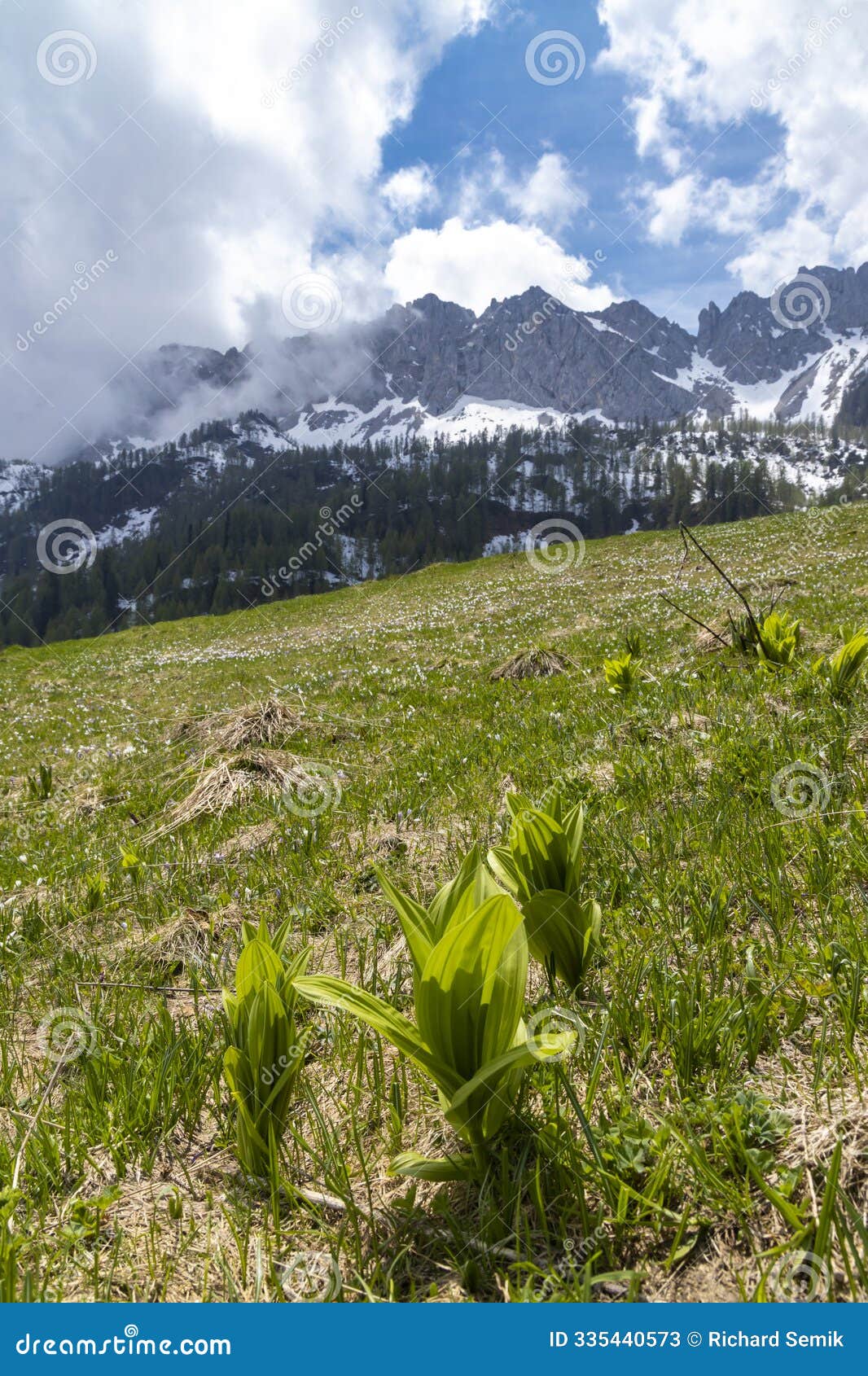 Early Spring Blooming Meadow with Crocus in Alps, Italy Stock Image ...