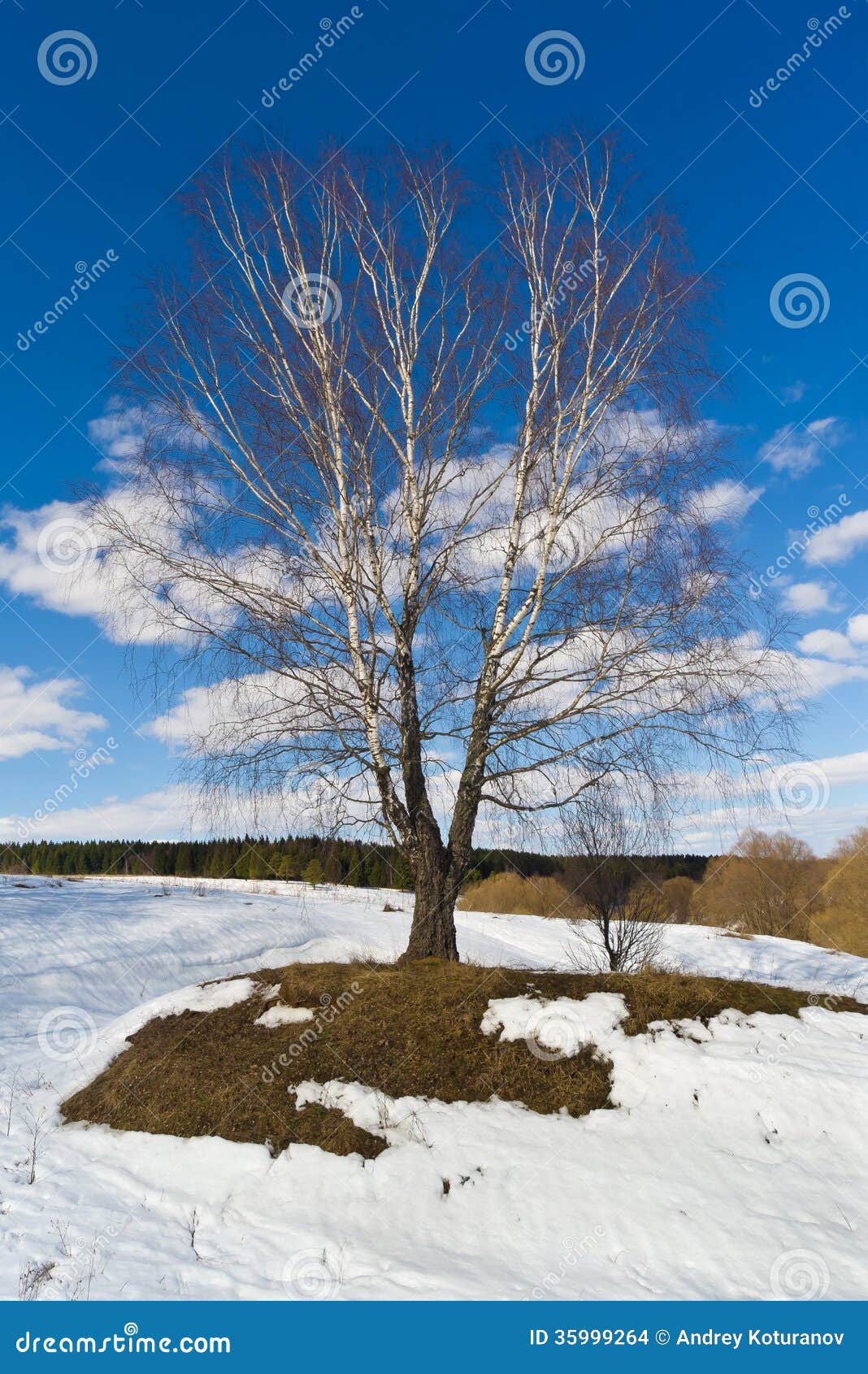 Early spring stock photo. Image of meadow, landscape - 35999264