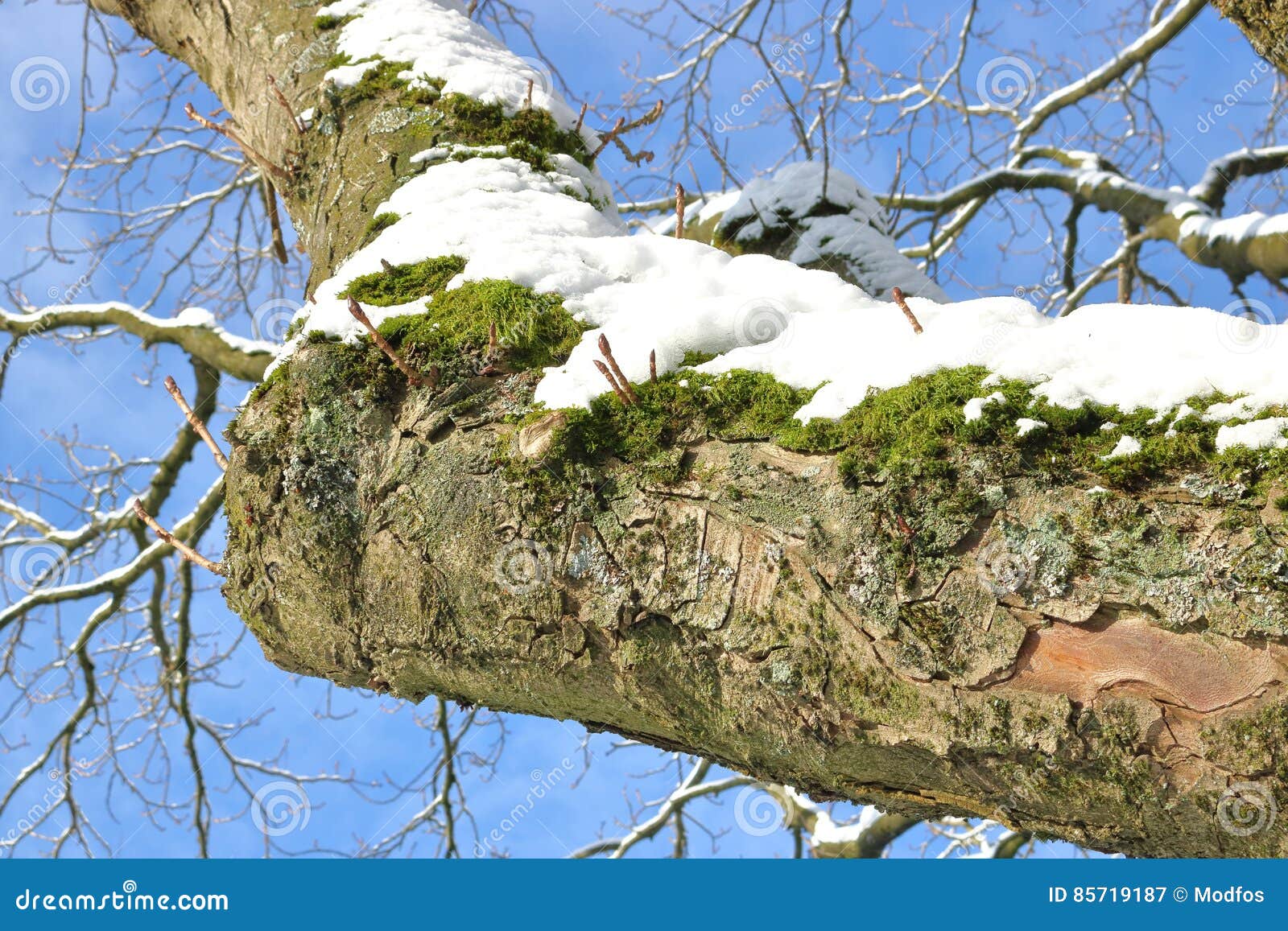 Early Spring Buds on a Tree Stock Image - Image of spring, outside ...