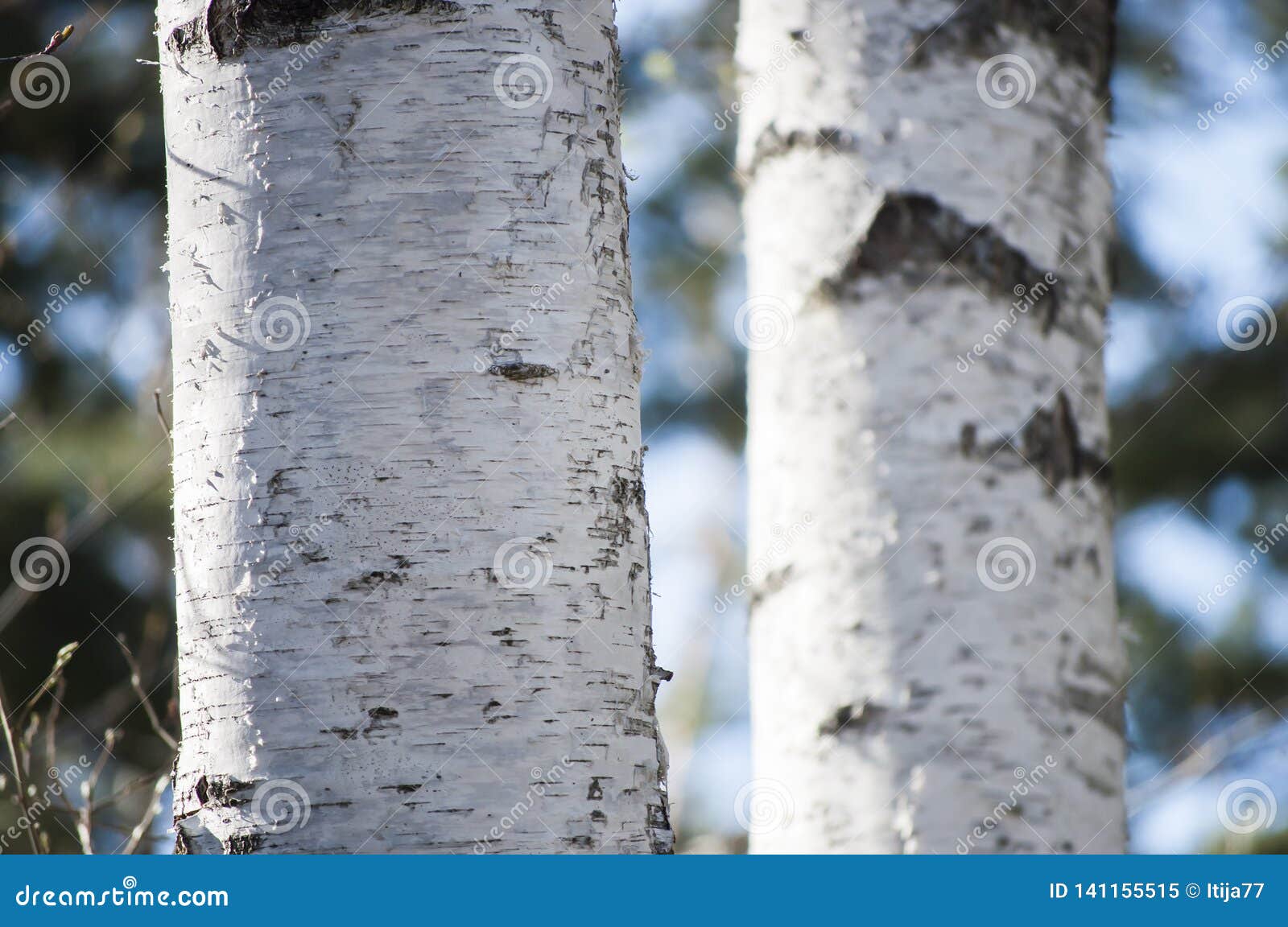 Early Spring with Closeup of Bark of Birch Tree Trunks in Spring ...