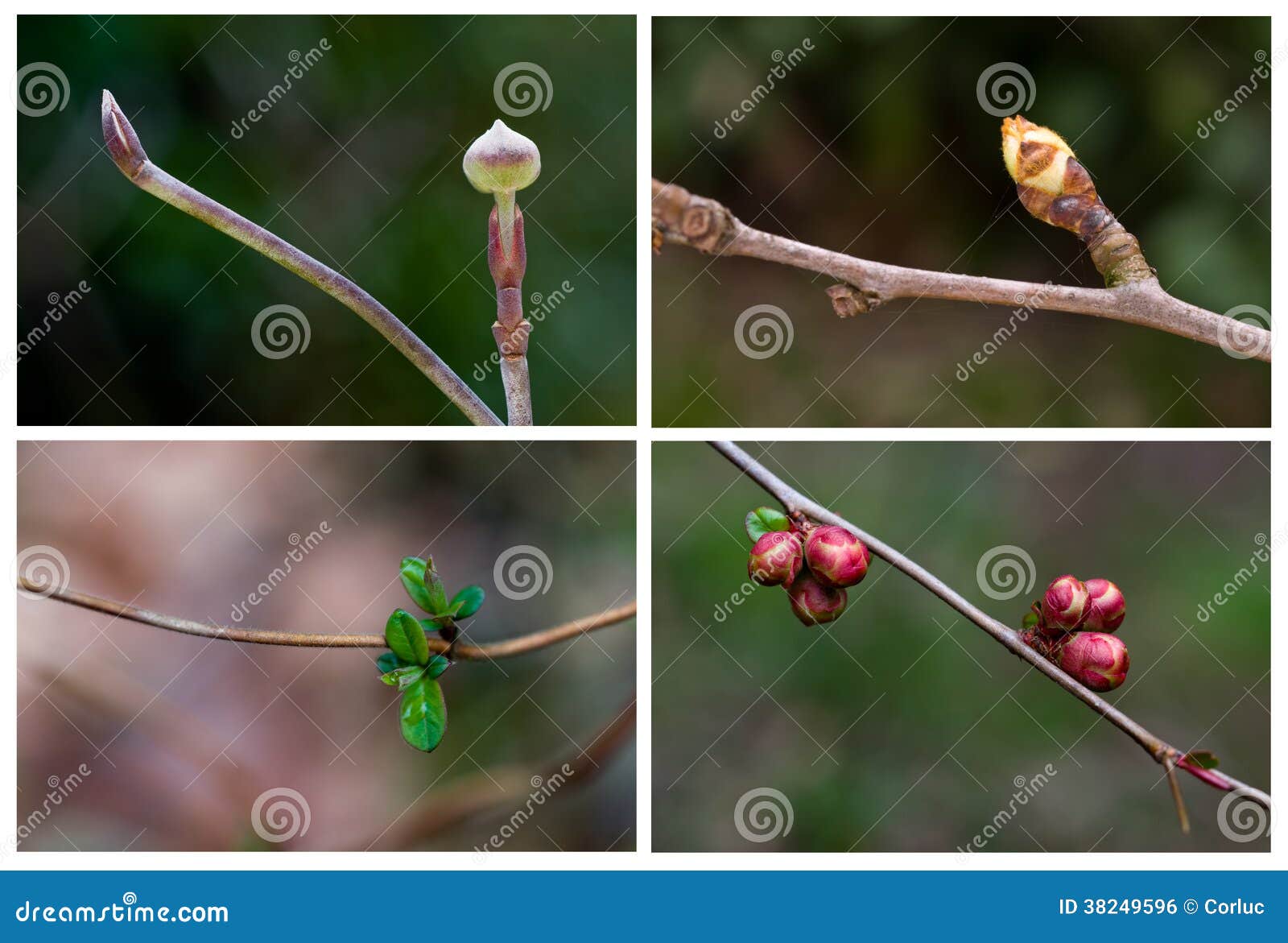 Early spring collage stock photo. Image of dayspring - 38249596
