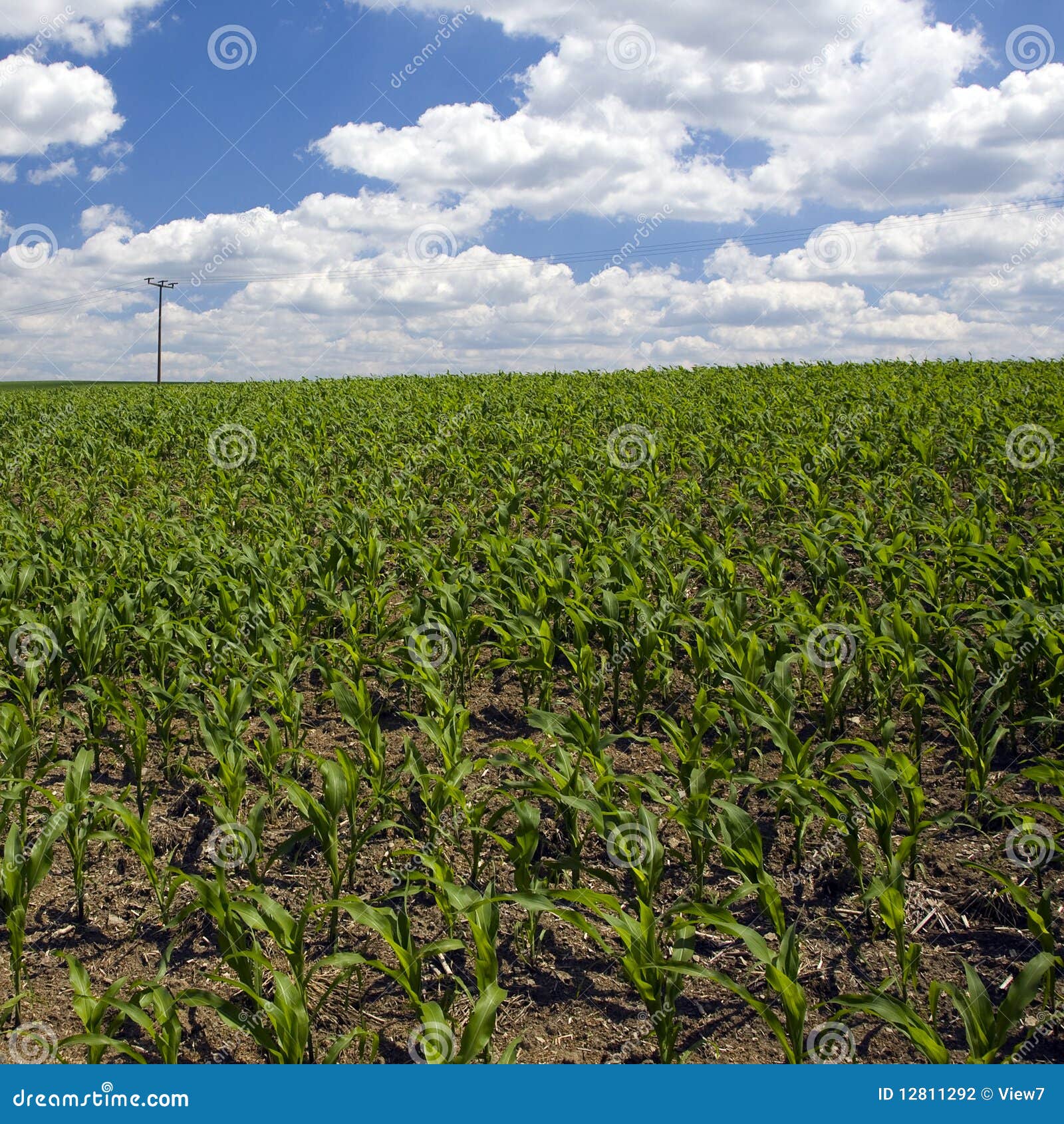 Early spring cornfield stock photo. Image of field, sunny - 12811292