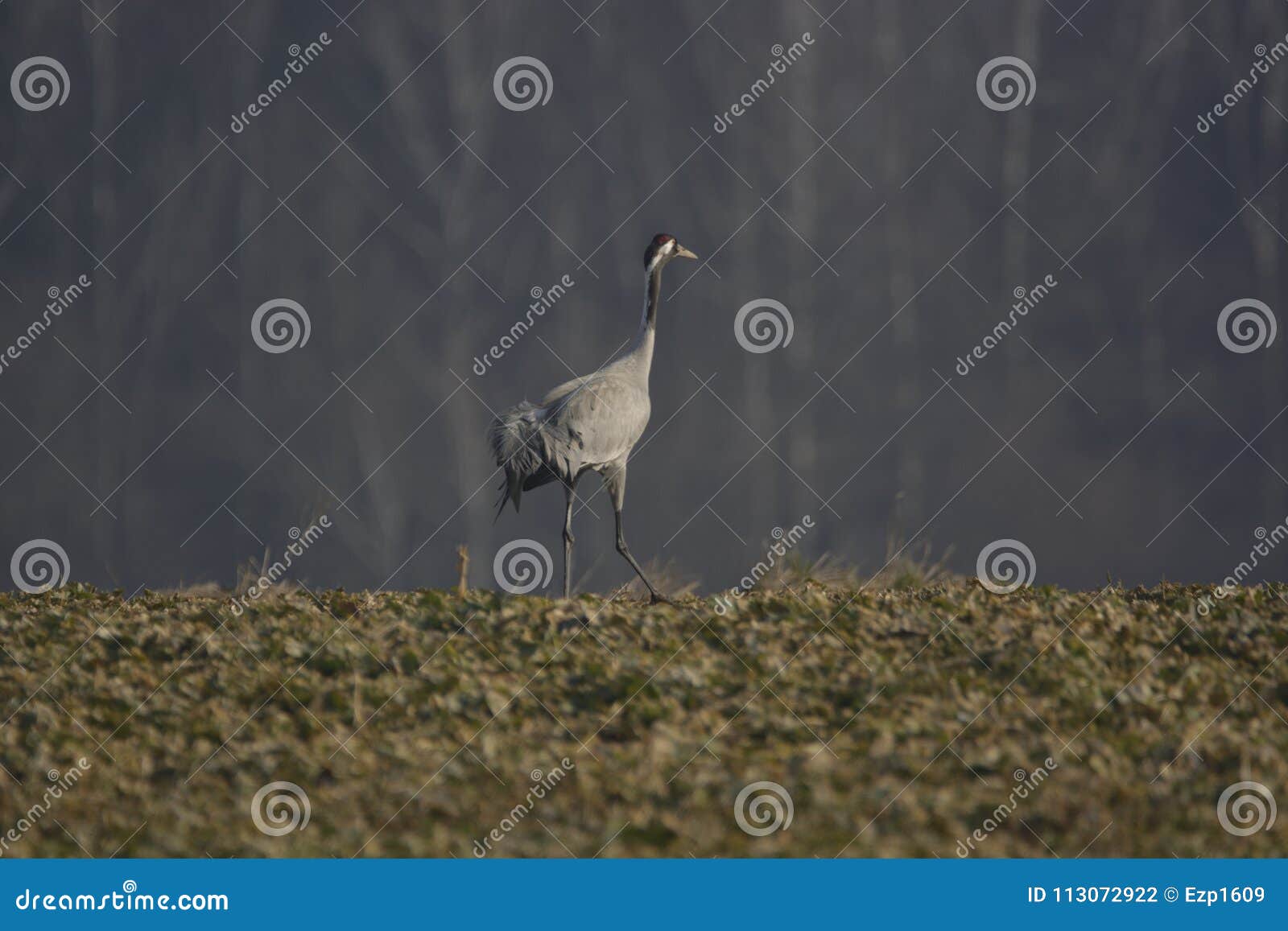Cranes on the field stock photo. Image of wings, crane - 113072922