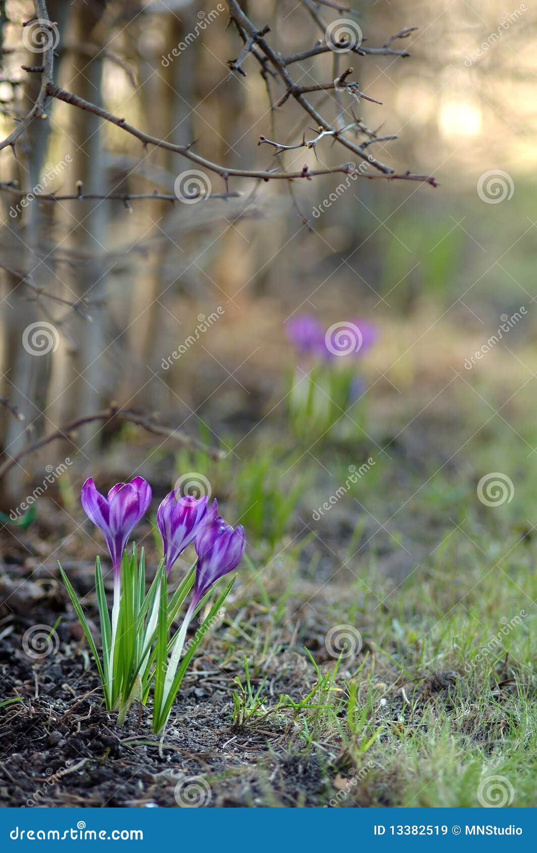 Early Spring Crocus Flowers Stock Image - Image of pretty, purple: 13382519