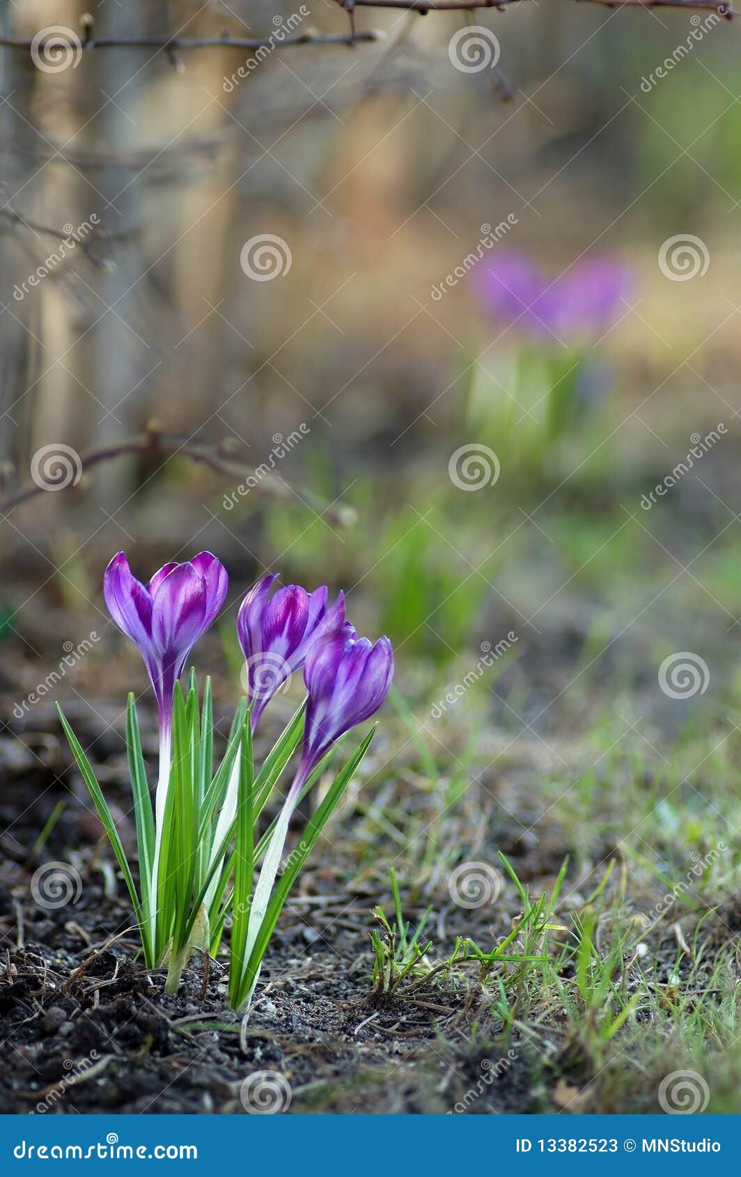 Early Spring Crocus Flowers Stock Image - Image of field, meadow: 13382523