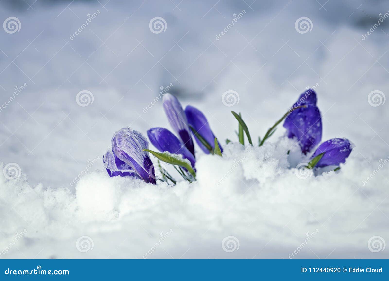 Spring Crocus Flowers in Snow Stock Photo - Image of crocus, colorful ...